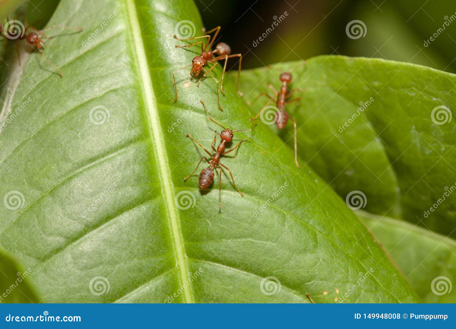Close Up Crowd Red Ant on Green Leaf in Nature at Thailand Stock Photo ...