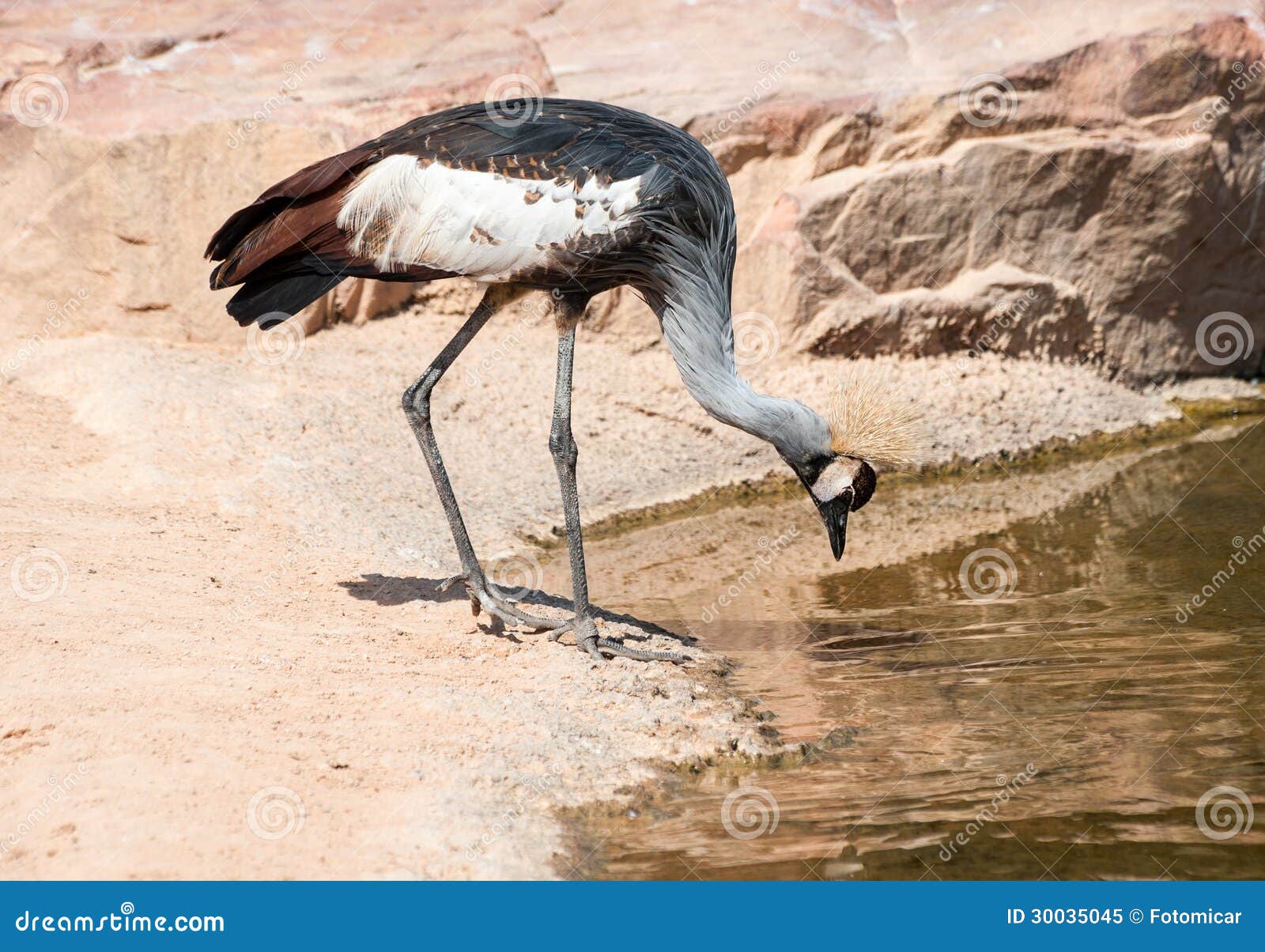 Crowned Crane stock image. Image of white, plumage, outdoor - 30035045