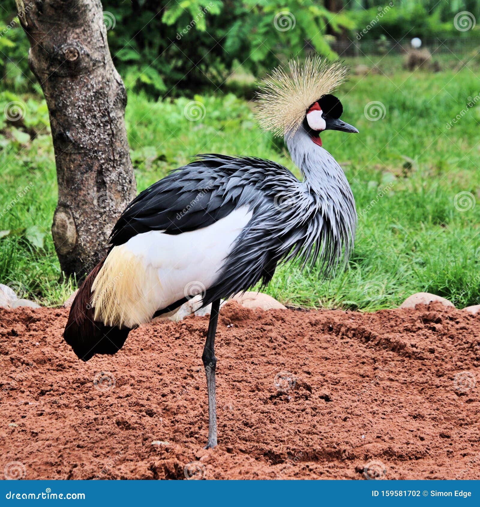 Red-Craned Crane Stock Photography | CartoonDealer.com #50115014