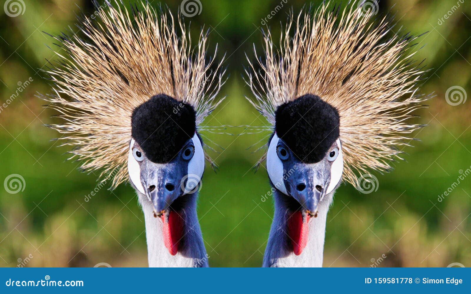 A view of a Crowned Crane stock photo. Image of view - 159581778