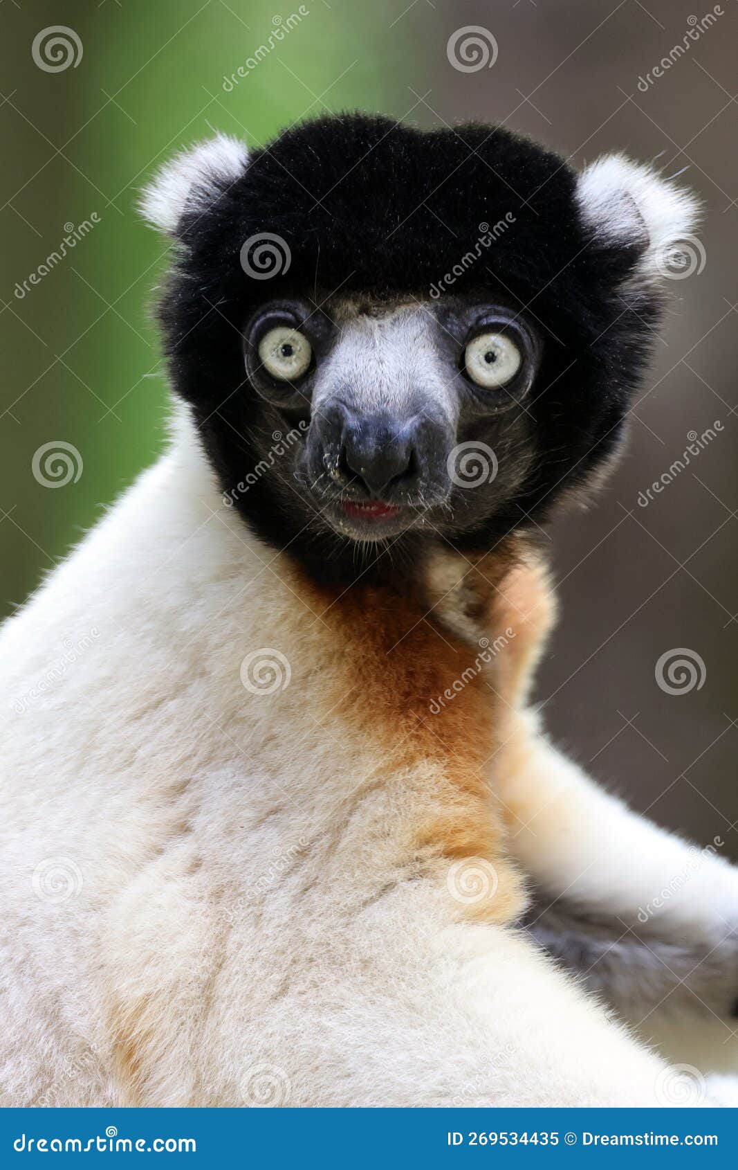 Close up of crowned sifaka stock image. Image of background - 269534435