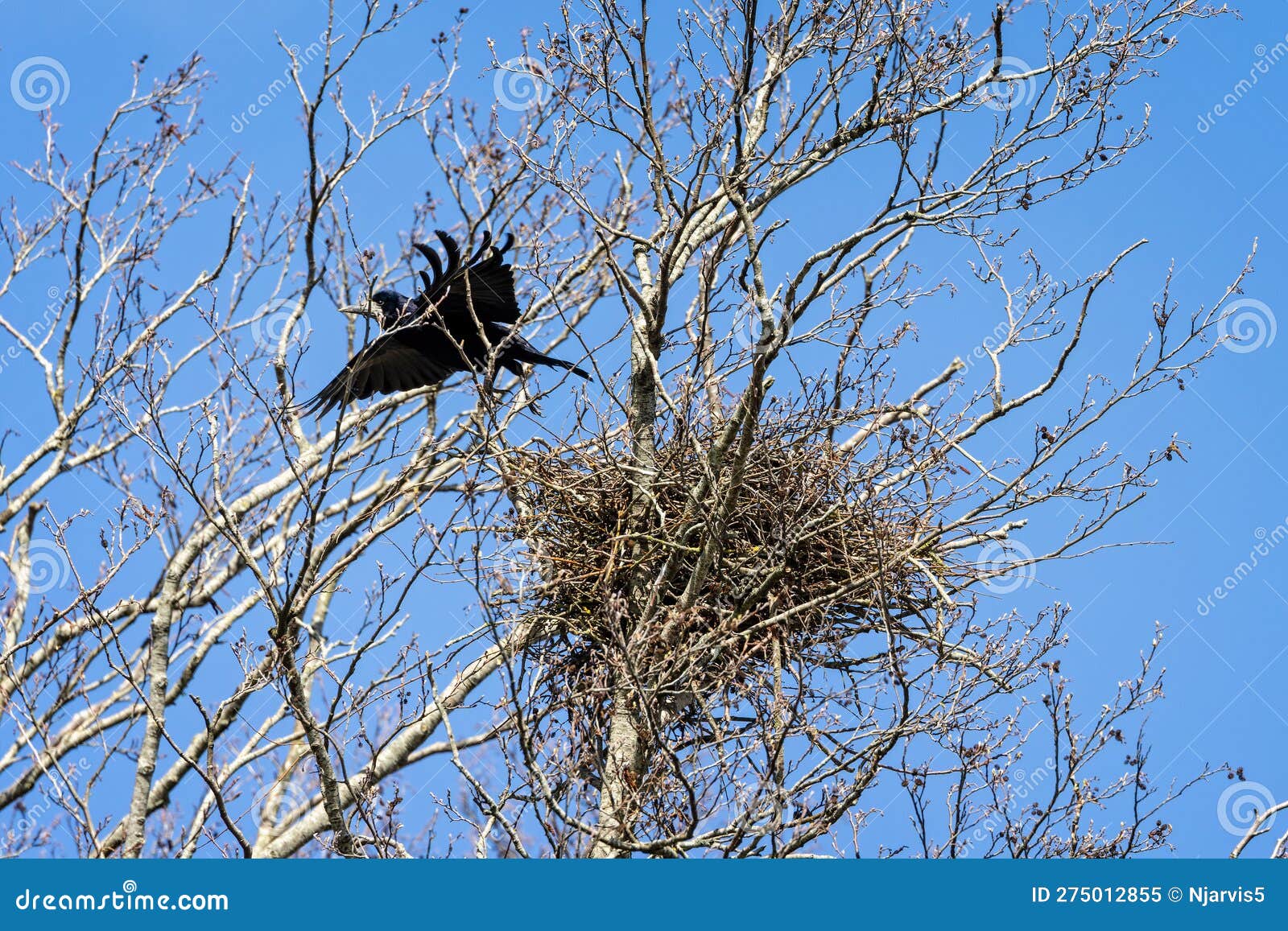 Close Up of a Crows Nest at the Top of a Tall Tree with a Crow Taking ...