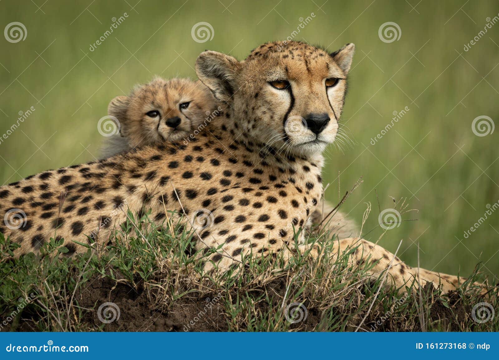 Close-up of Cub on Back of Cheetah Stock Photo - Image of family ...