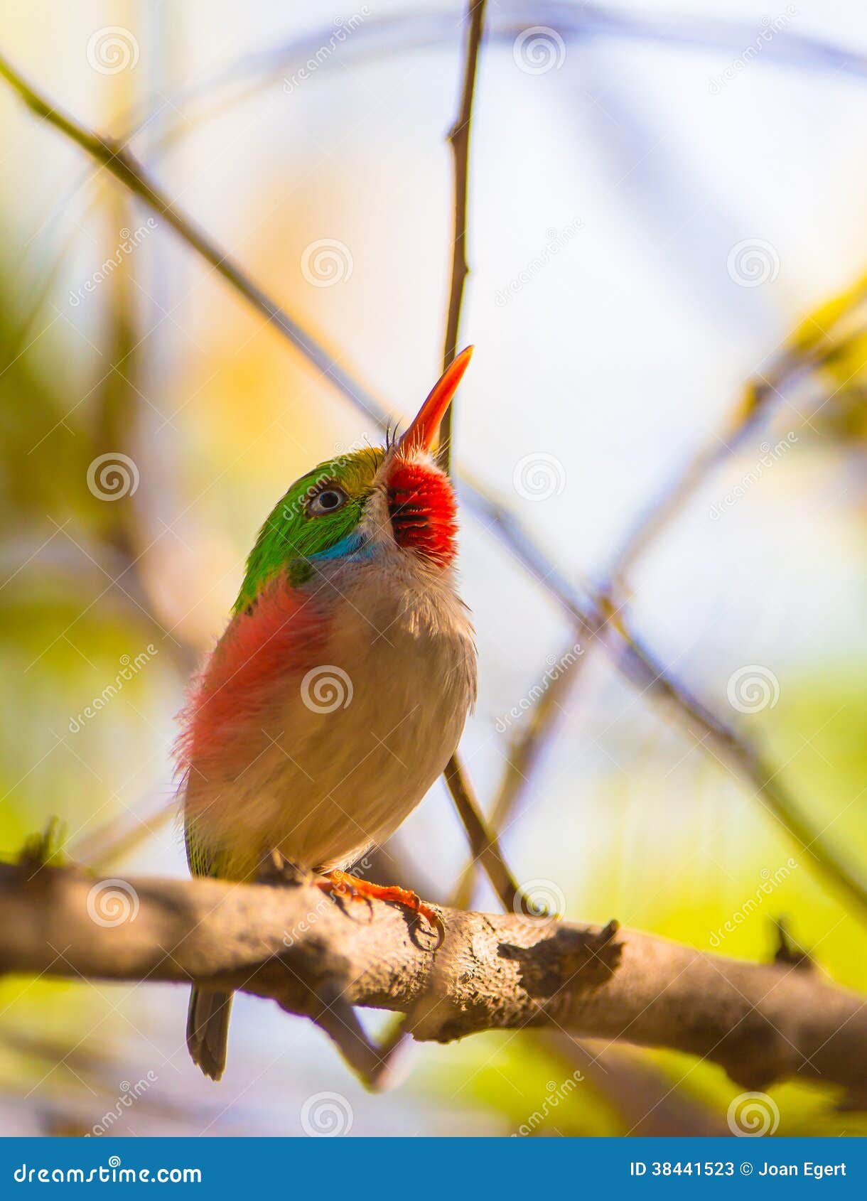 Cuban Tody Todus Multicolor Endemic Species Cuba Stock Photos - Free ...