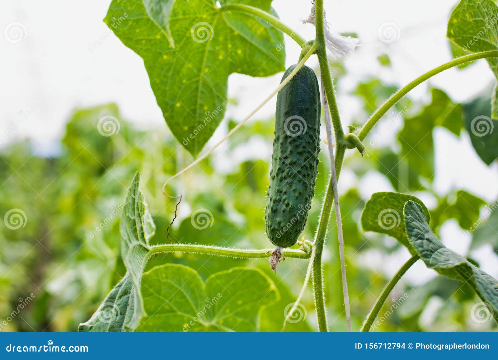 Close Up of Cucumber Growing in Field Stock Photo - Image of growing ...