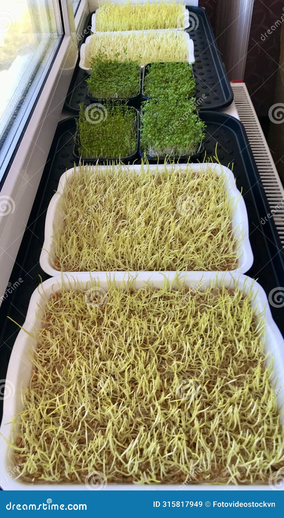 Close-up of Cultivation of Wheat Microgreens in Plastic Containers at ...