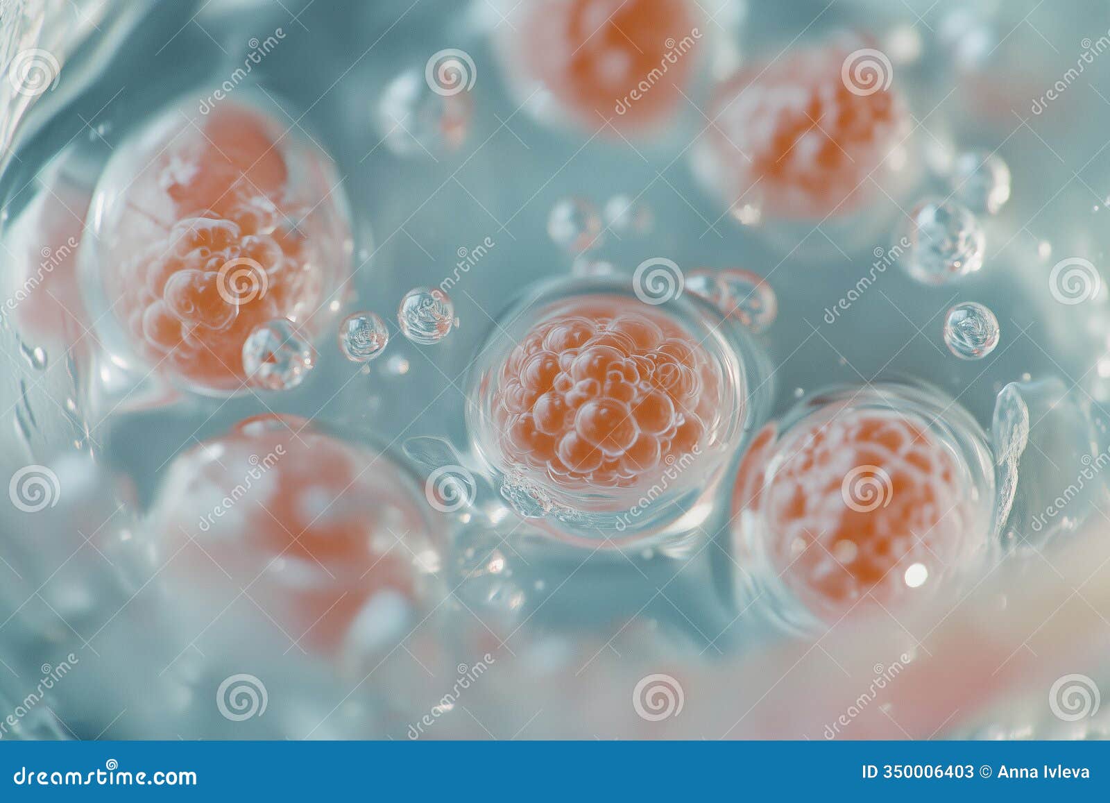 Close-up of Cultured Embryos in a Lab Dish Showcasing Early Development ...