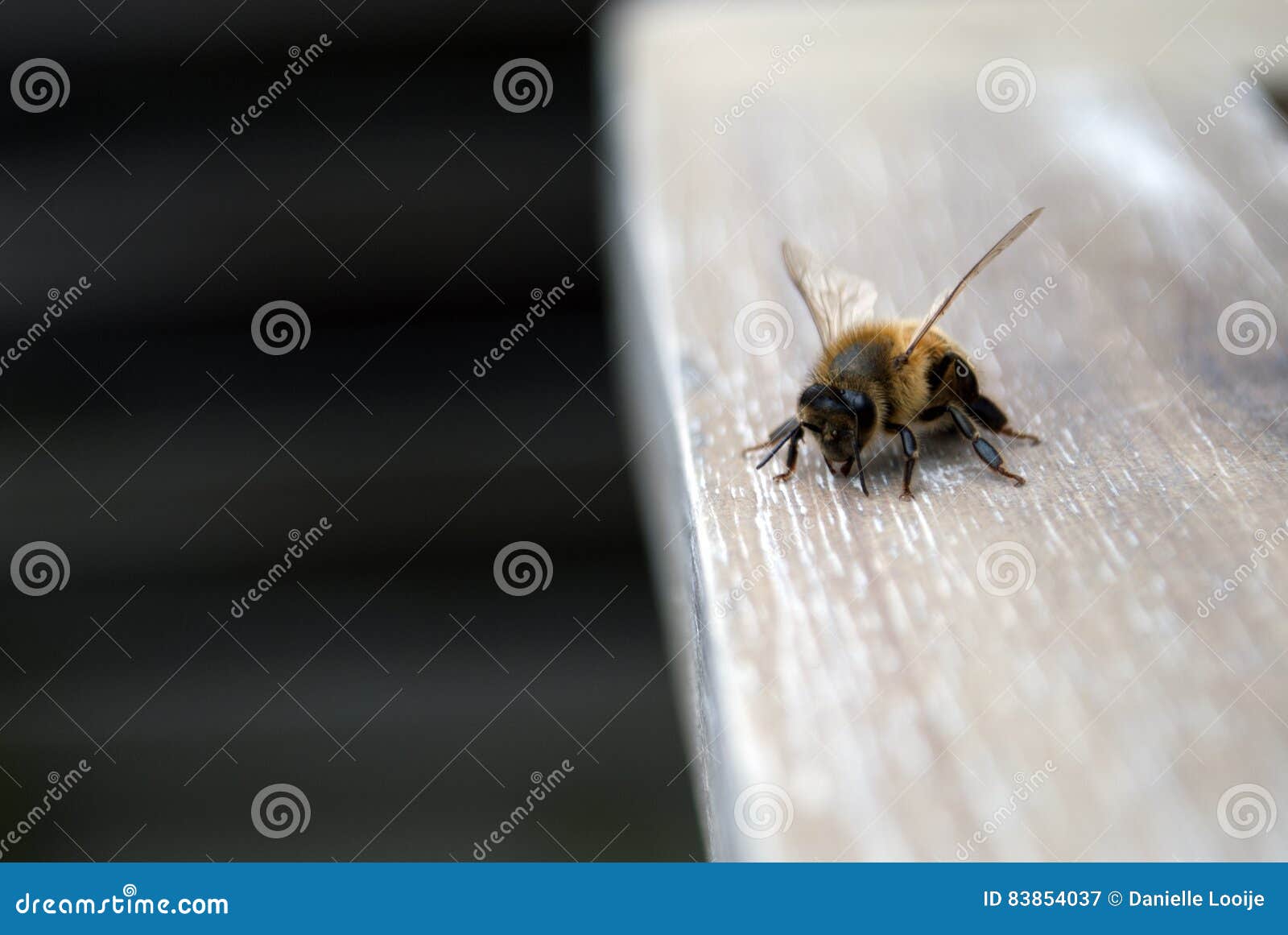 Close up of a curious bee stock image. Image of white - 83854037