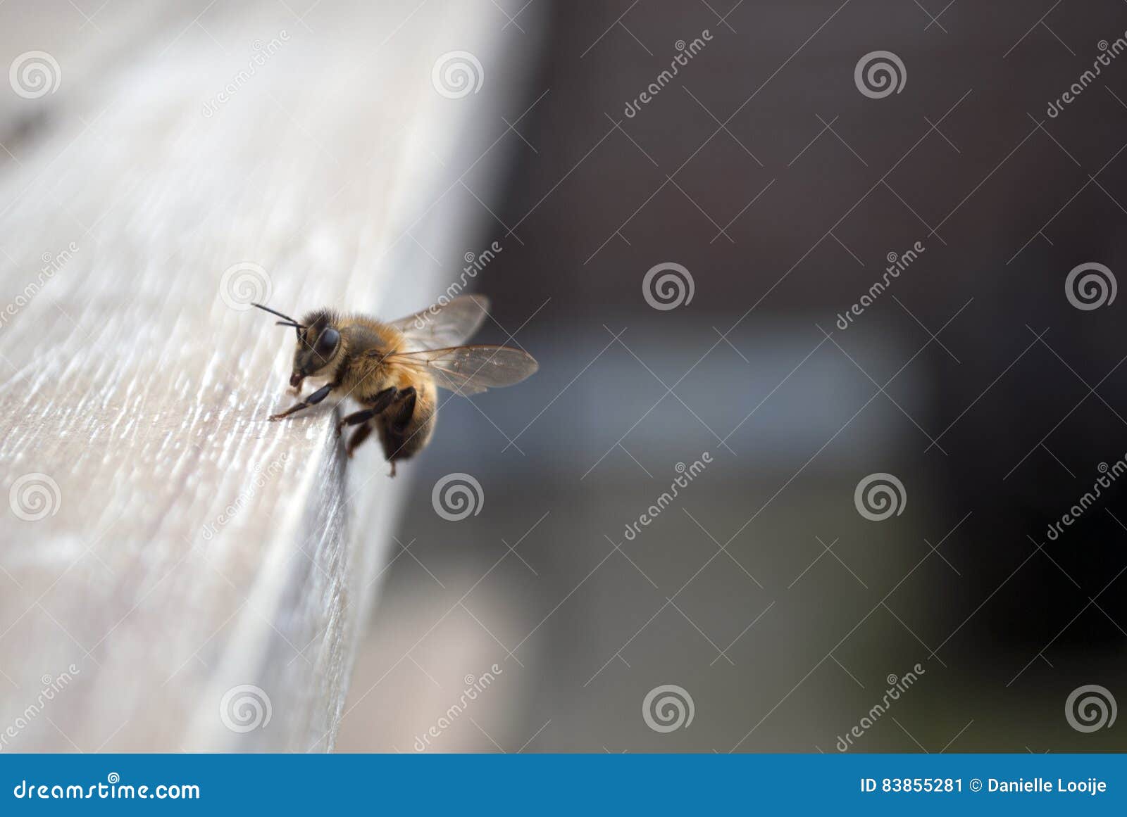 Close up of a curious bee stock image. Image of striped - 83855281