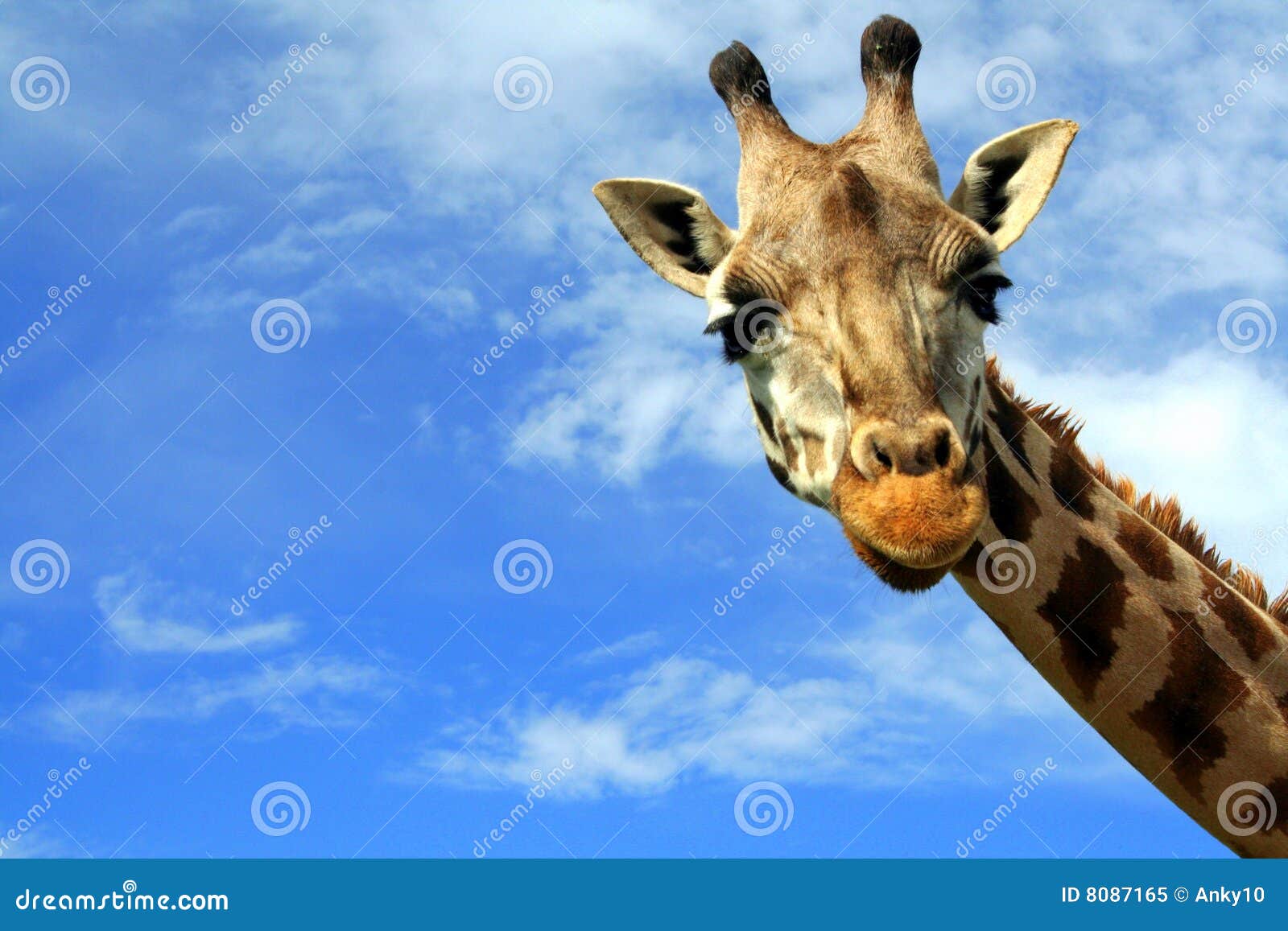 Close-up of a Curious Giraffe Over Blue Sky Stock Image - Image of ...
