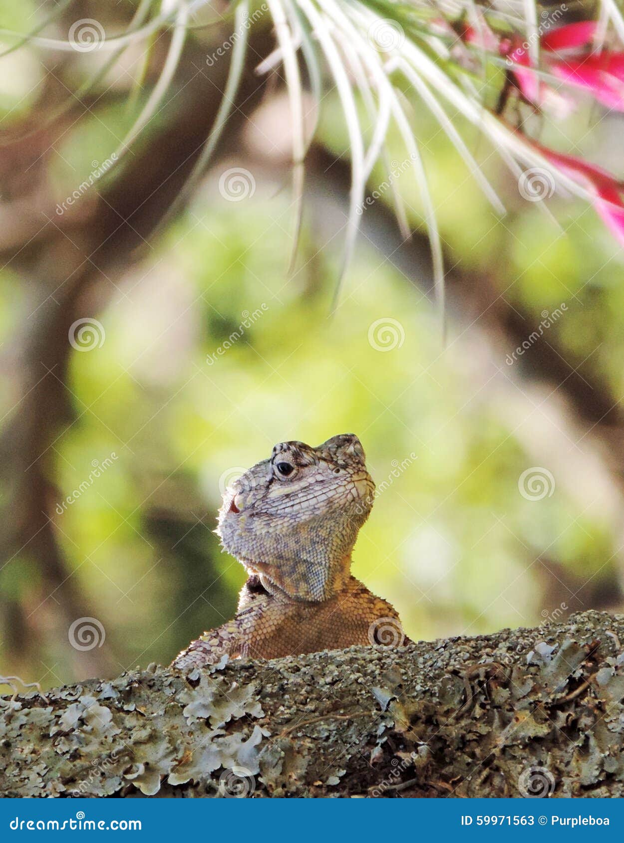 Close Up of Curious Lizard (reptile) Peeking Out from Lichen on Tree ...