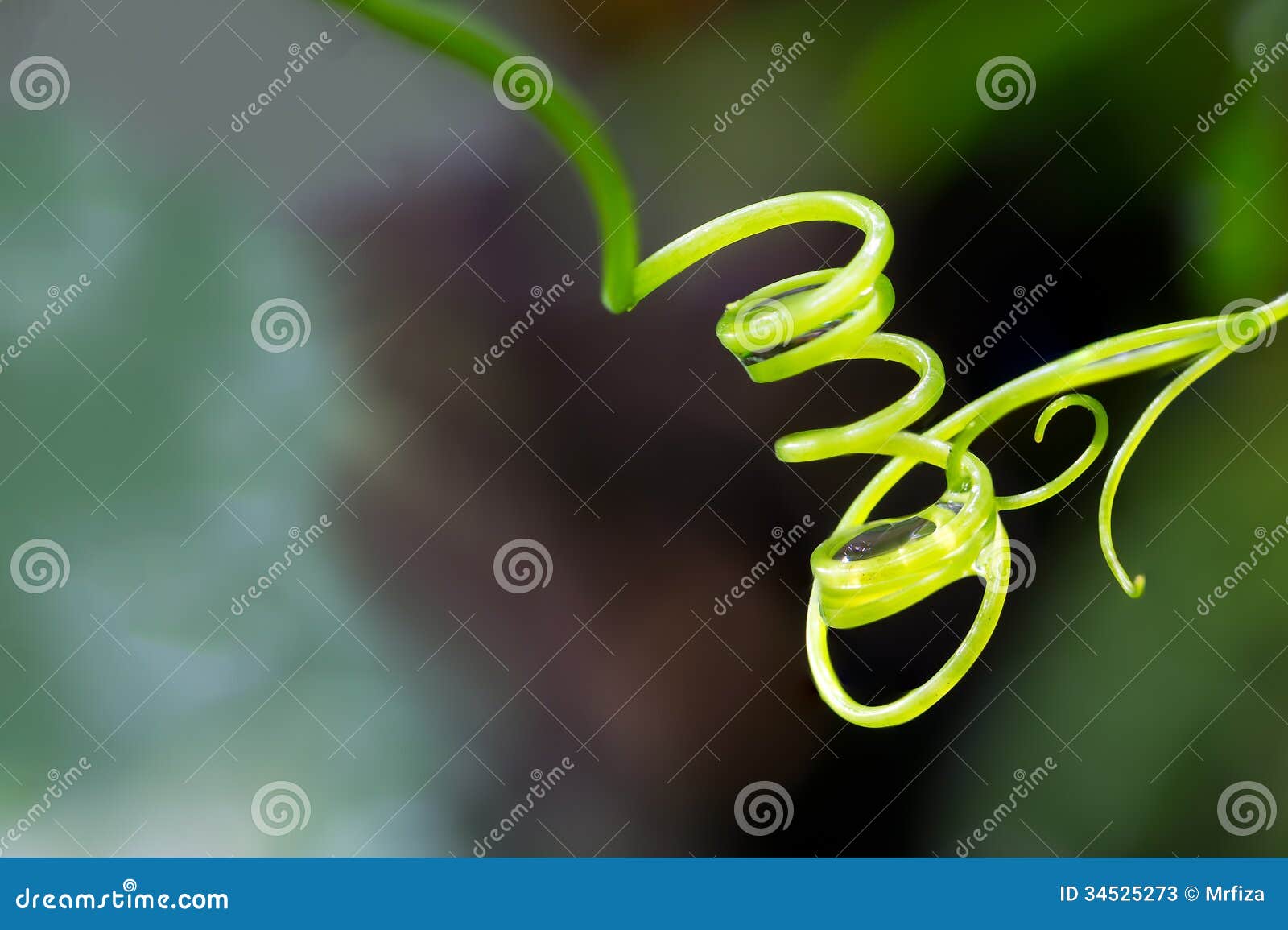 Close Up of Curled Plant Tendril Stock Image - Image of green, coiled ...
