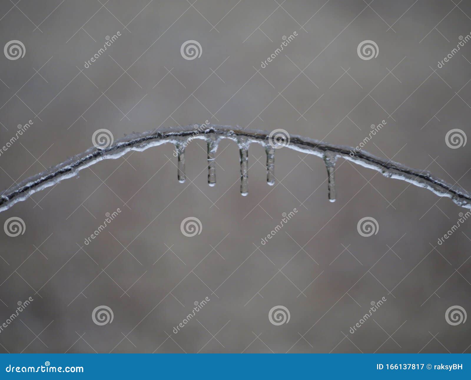 Curved Twig Covered in Ice, with Icicles Hanging from it Stock Image ...