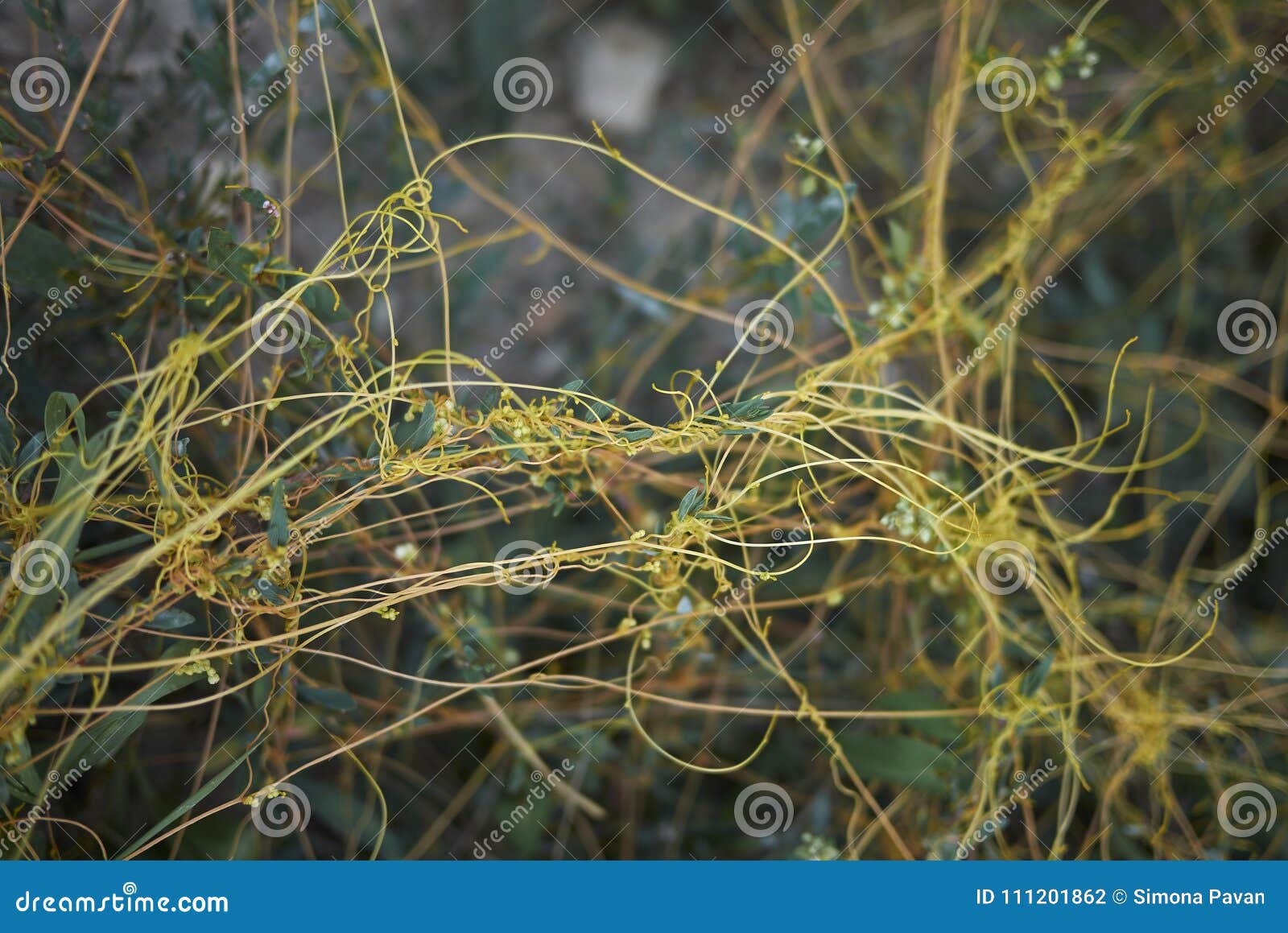 Cuscuta Campestris Close Up Stock Photo - Image of meadow, plant: 111201862