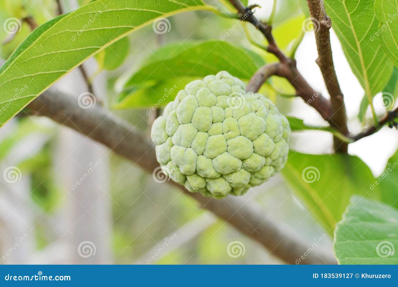 Close Up Of Raw Custard Apples Or Sugar Apples Or Sitaphal In A Fruit ...