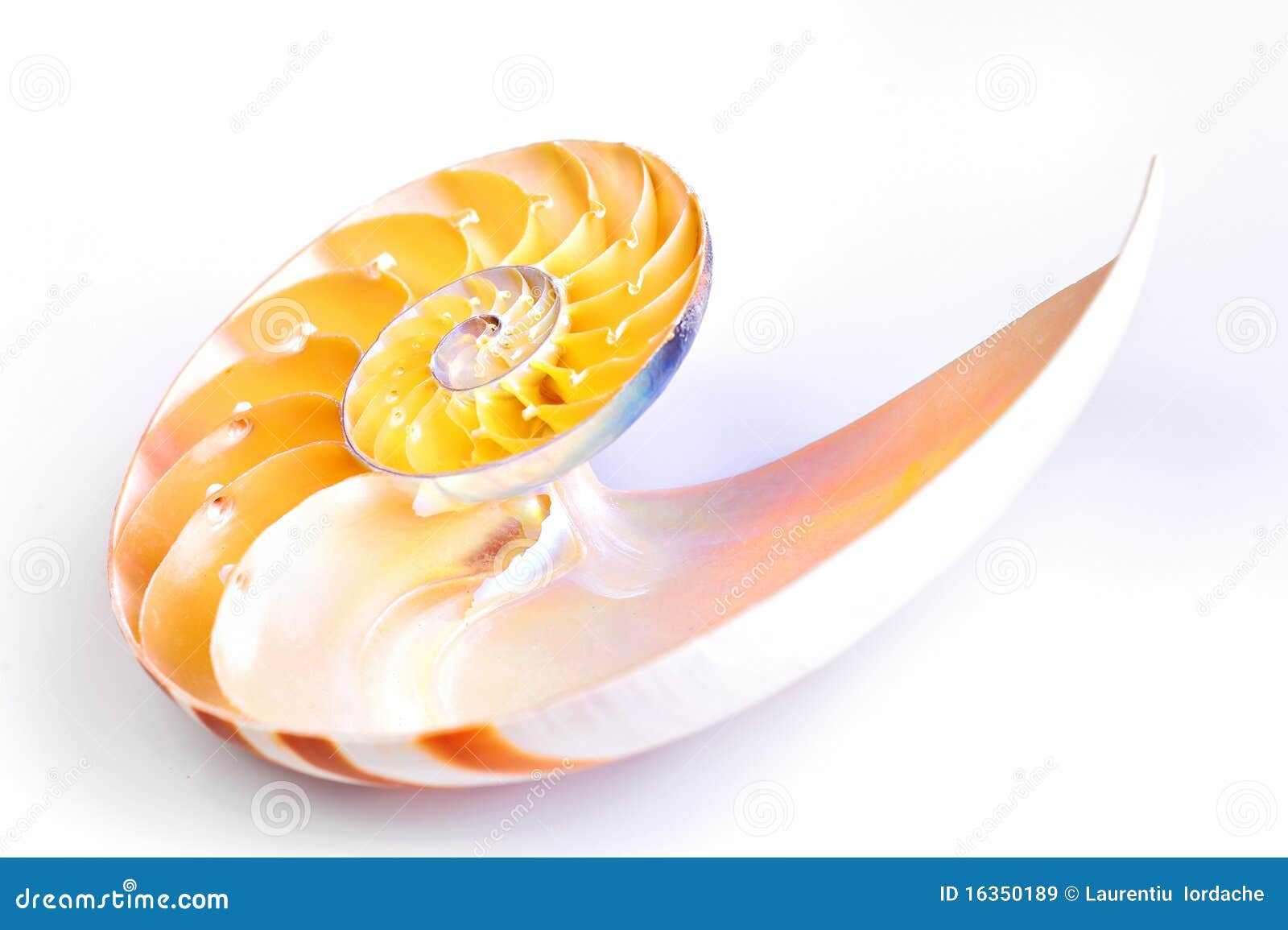 Close Up of a Cut Away Section from a Nautilus she Stock Image - Image ...