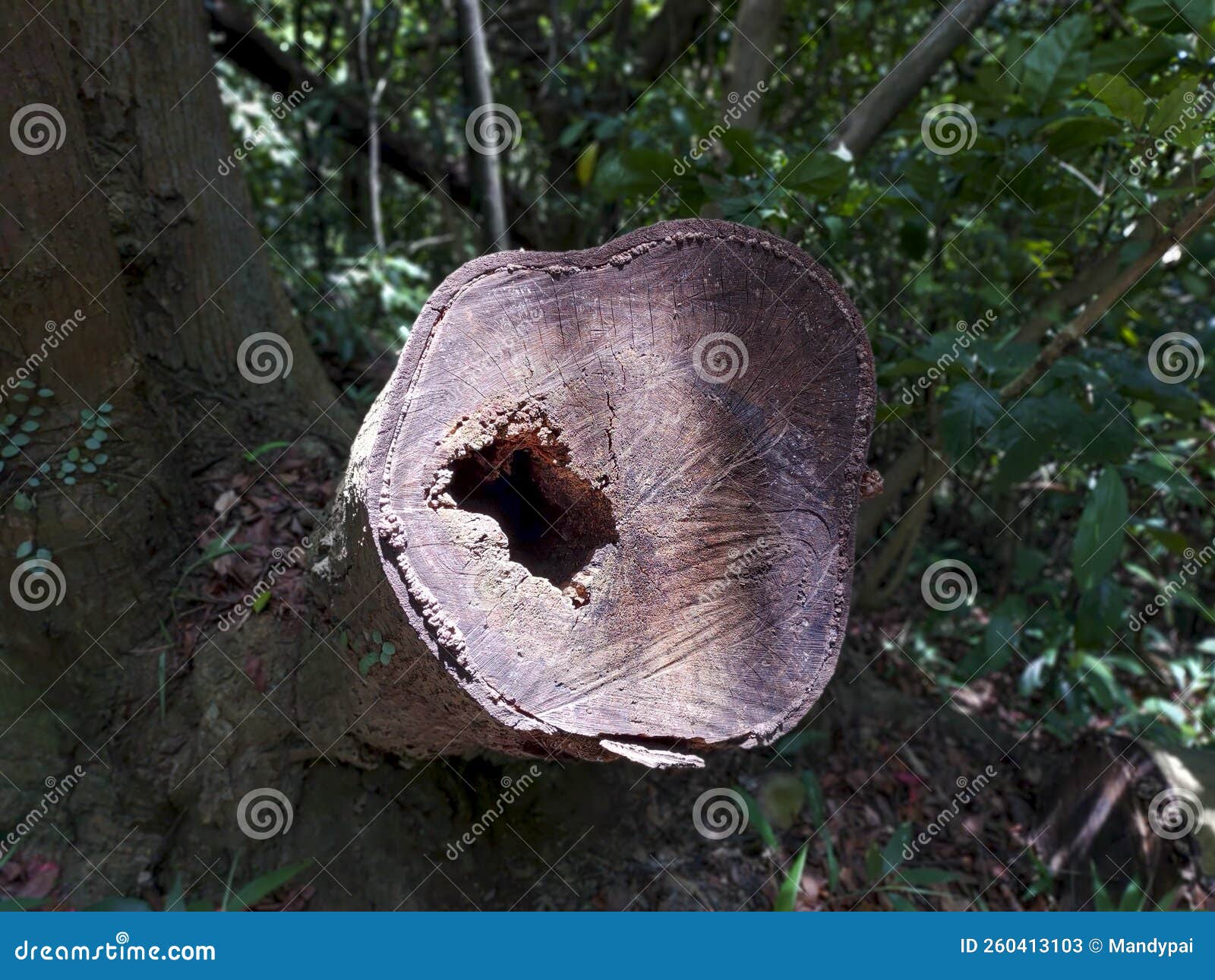 Close-up Cut Down Tree Trunk Section. Stock Image - Image of wood, soil ...
