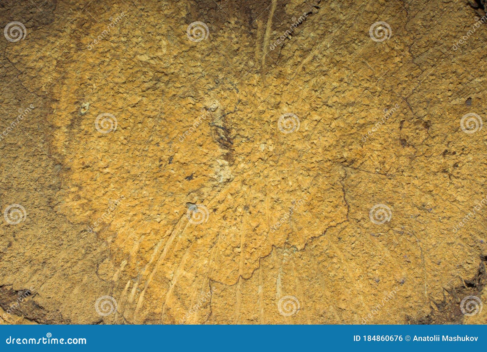 Freshly Cut Old Rotten Tree Stock Photo - Image of pattern, timber ...