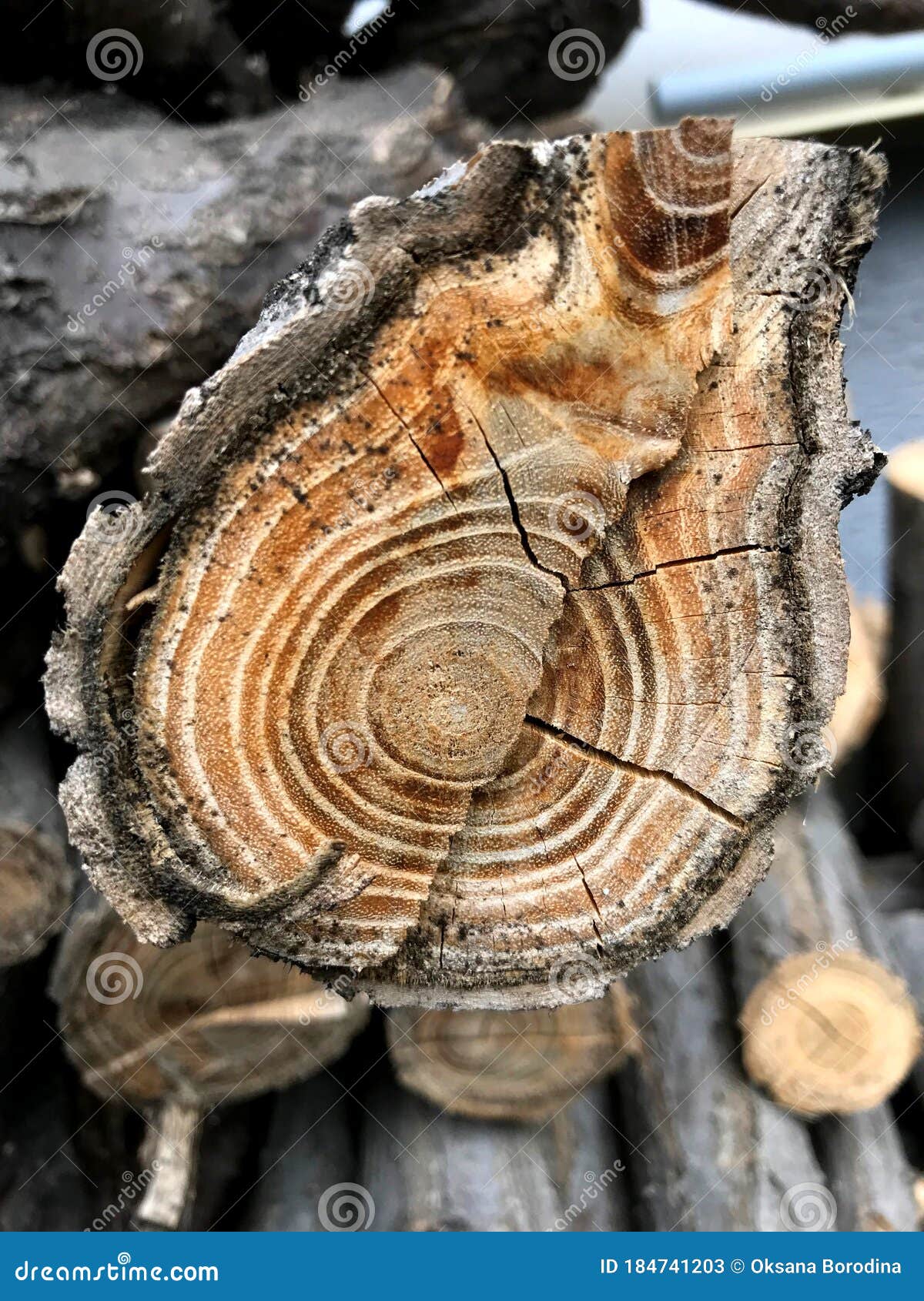 Close Up of Cut Old Tree Trunk Stock Image - Image of deforestation ...