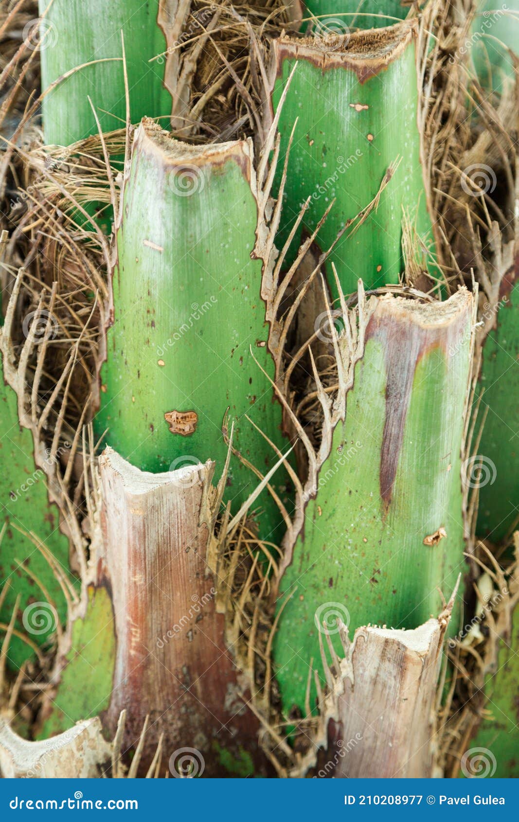 Close Up of Cut Palm Leaves on Colorful Palm Tree Stock Image - Image ...