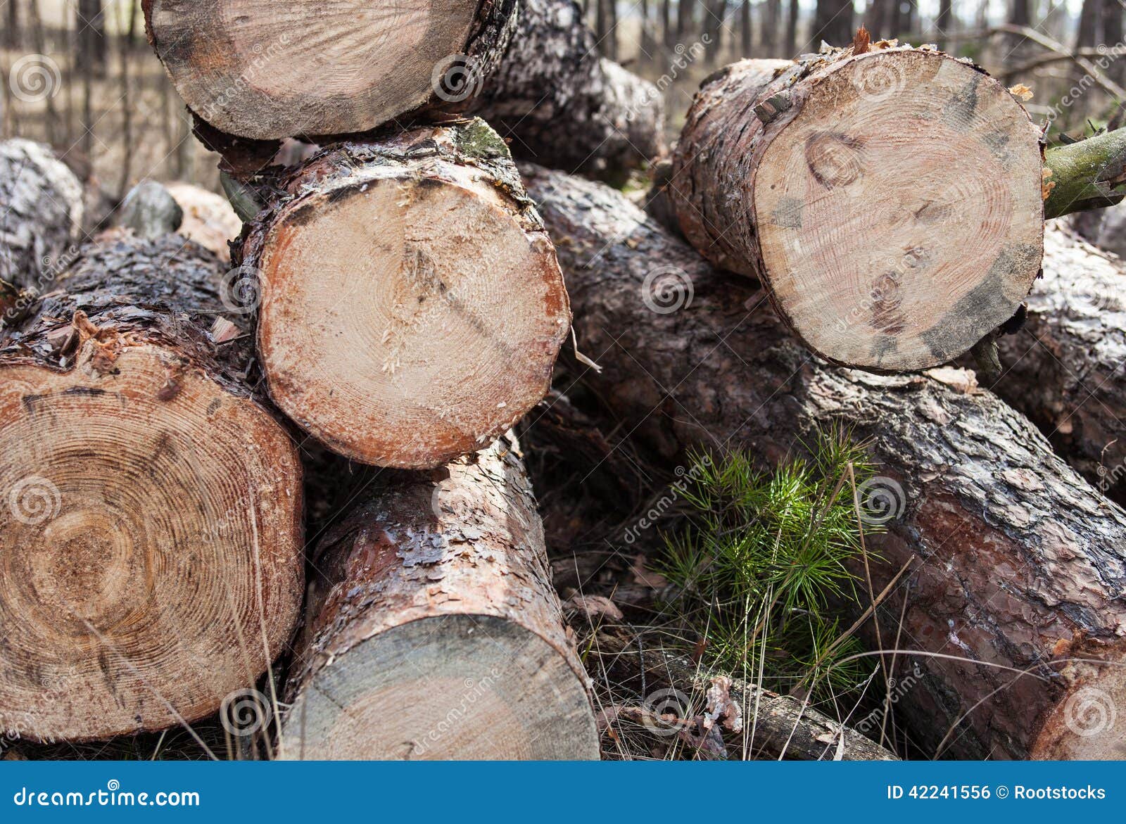 Close Up of Cut Pine Logs in the Forest Stock Photo - Image of natural ...