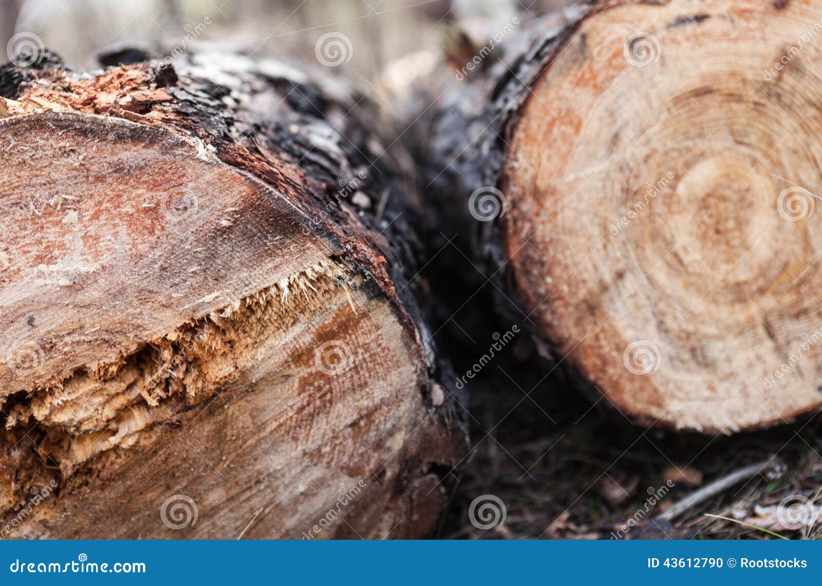Close Up of Cut Pine Logs in the Forest Stock Photo - Image of ...