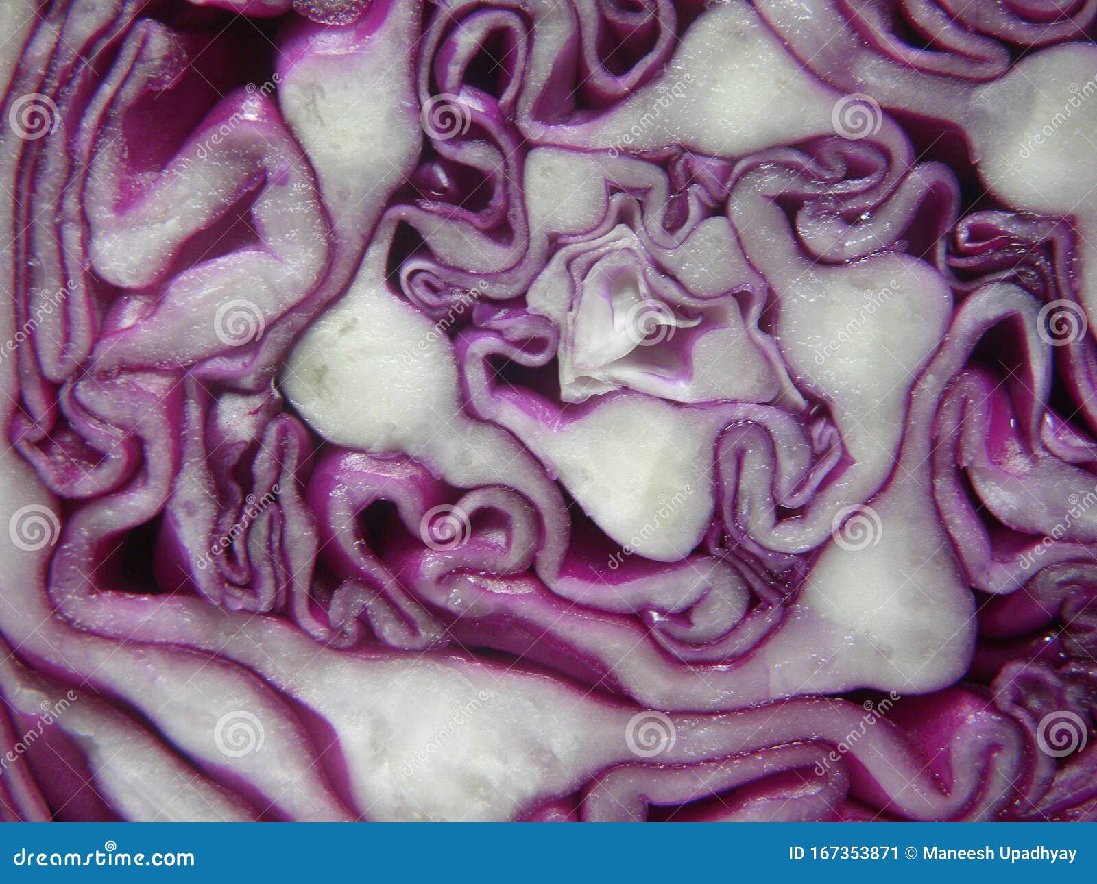 Close Up of Cut Red Color Cabbage Stock Image - Image of food, oleracea ...