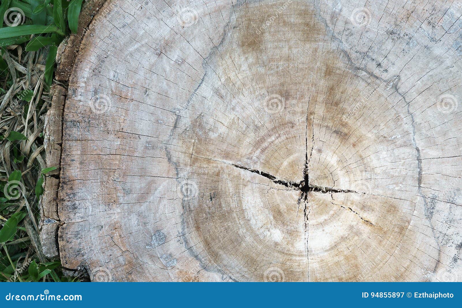 Close Up of Cut Section of Wood Stump Abstract Texture Background Stock ...