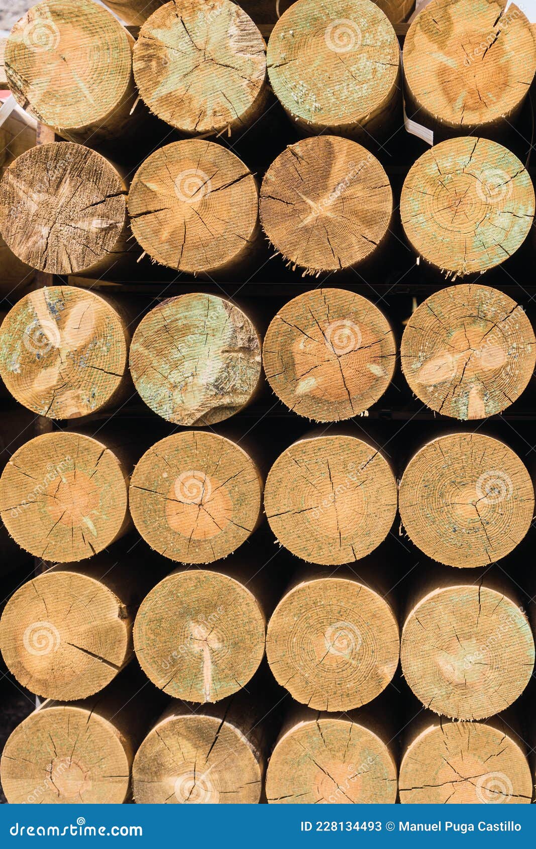 Close-up of Cut Tree Trunks. Stock Image - Image of closeup, stack ...