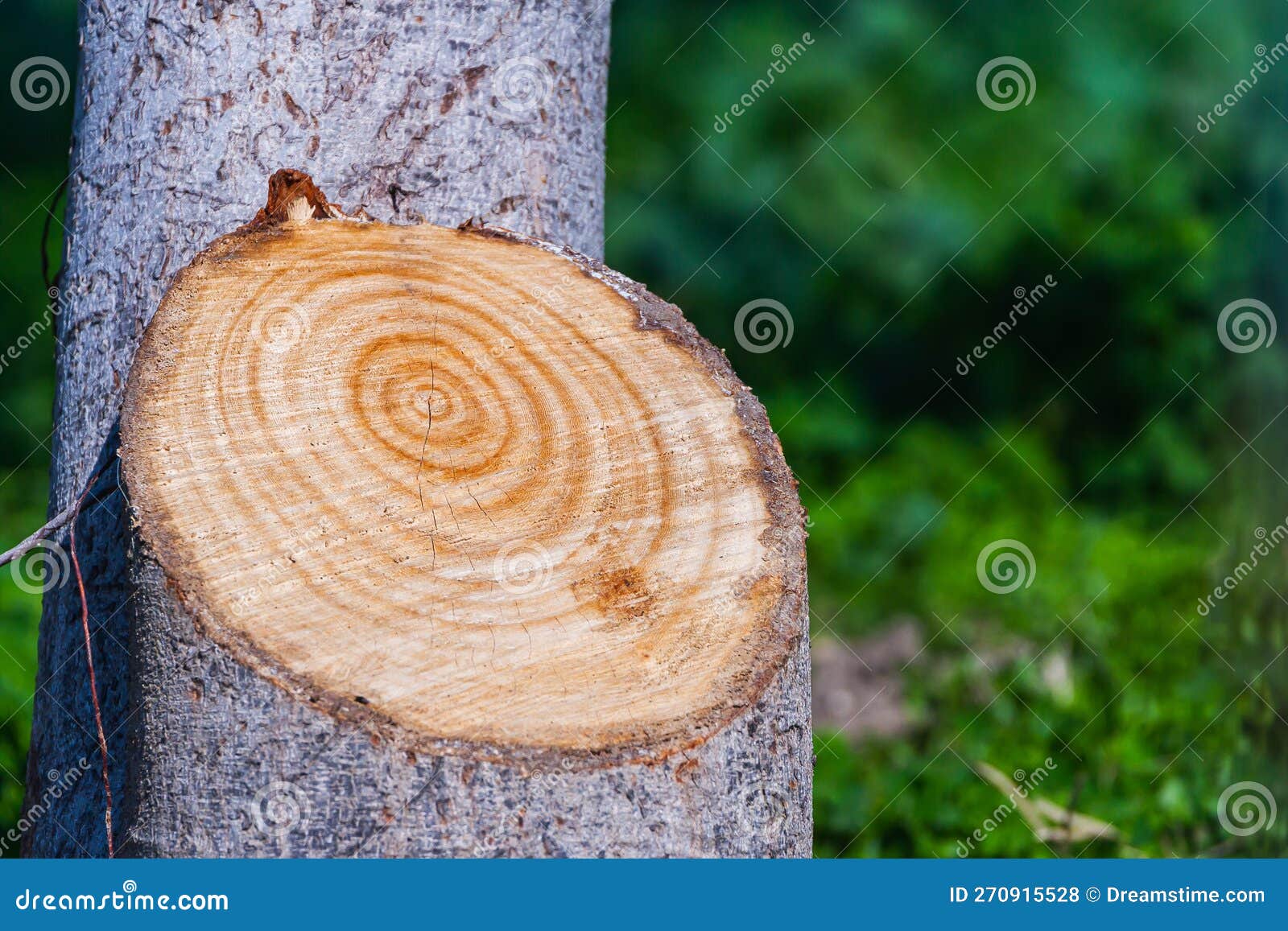 Close-up cut of a tree. stock photo. Image of lumber - 270915528