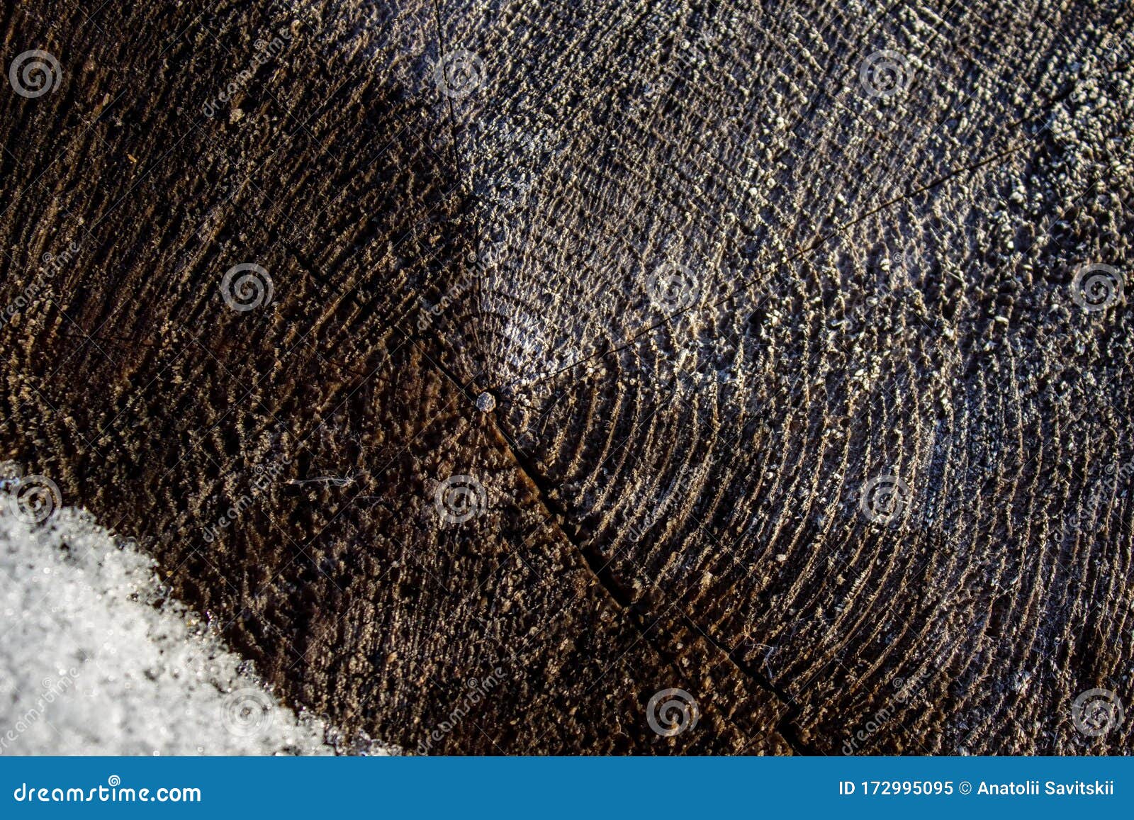 Close-up Cut of Wood. the Pine Tree Trunk in Cross Section Stock Image ...