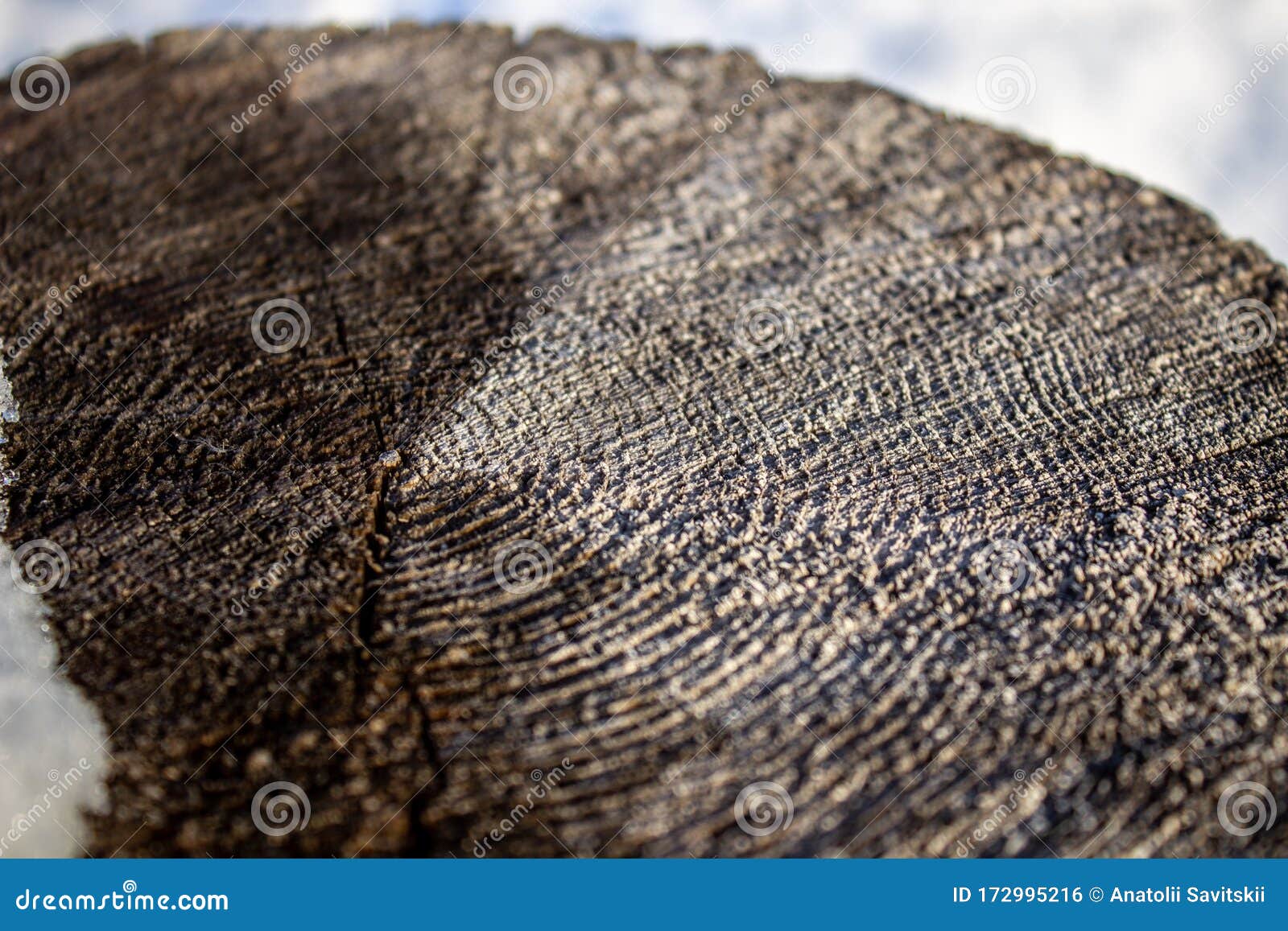 Close-up Cut of Wood. the Pine Tree Trunk in Cross Section Stock Photo ...