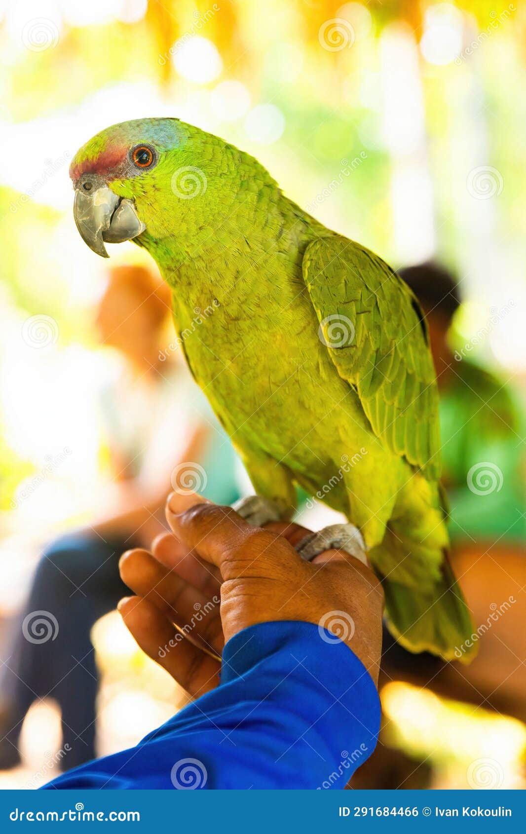 Close-up Cute Amazon Green Parrot Portrait Stock Photo - Image of ...