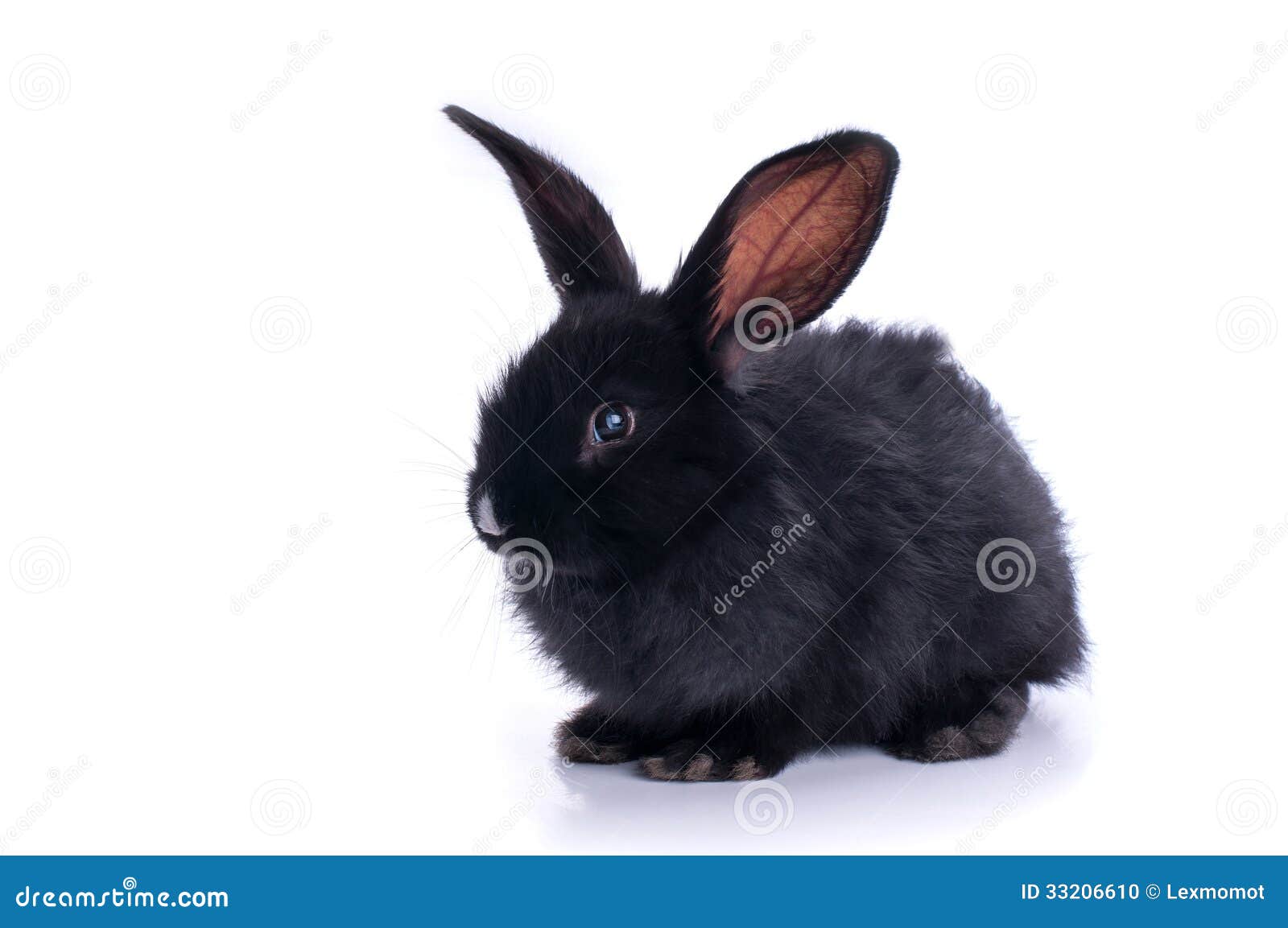 Close-up of Cute Black Rabbit Eating Stock Photo - Image of funny ...