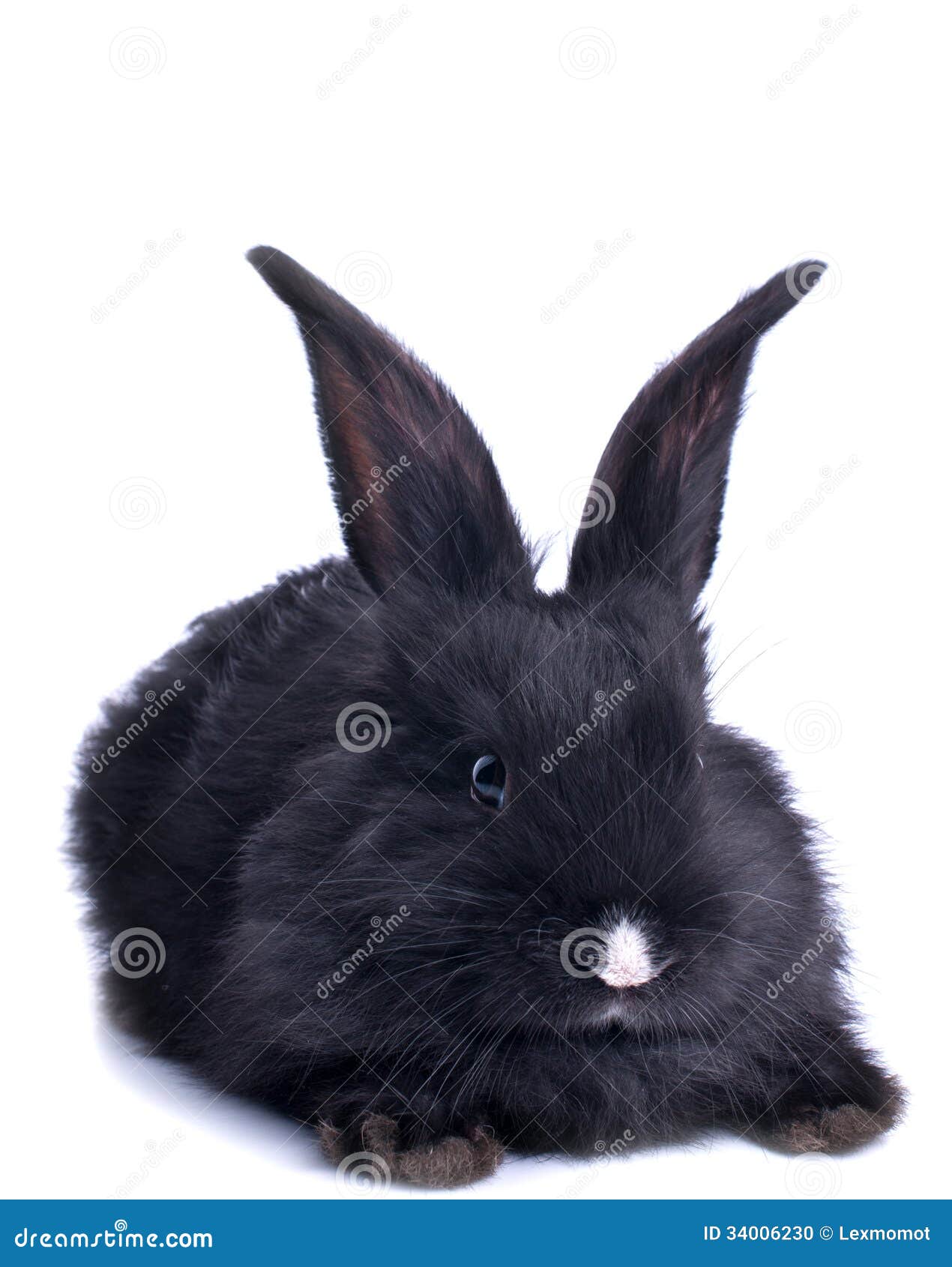 Close-up of Cute Black Rabbit Stock Photo - Image of little, leaf: 34006230