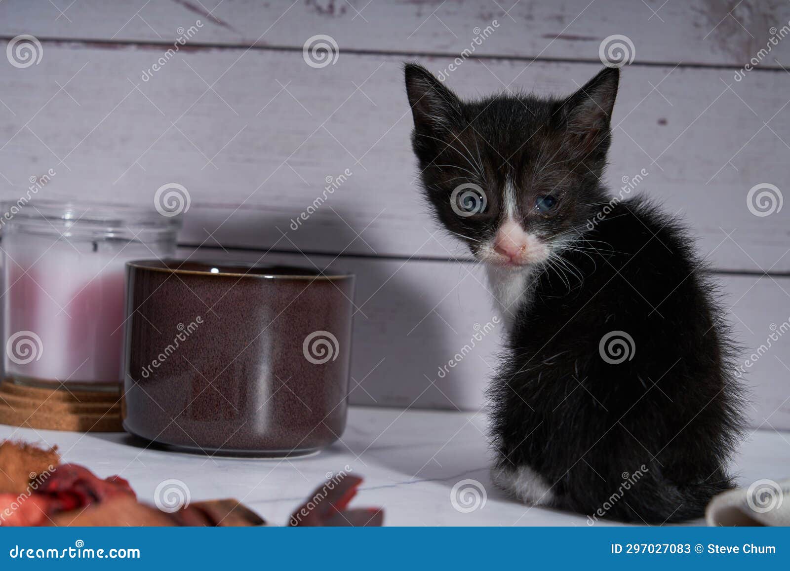Close-up of Cute Black and White Kitten in Warm Scene Stock Image ...