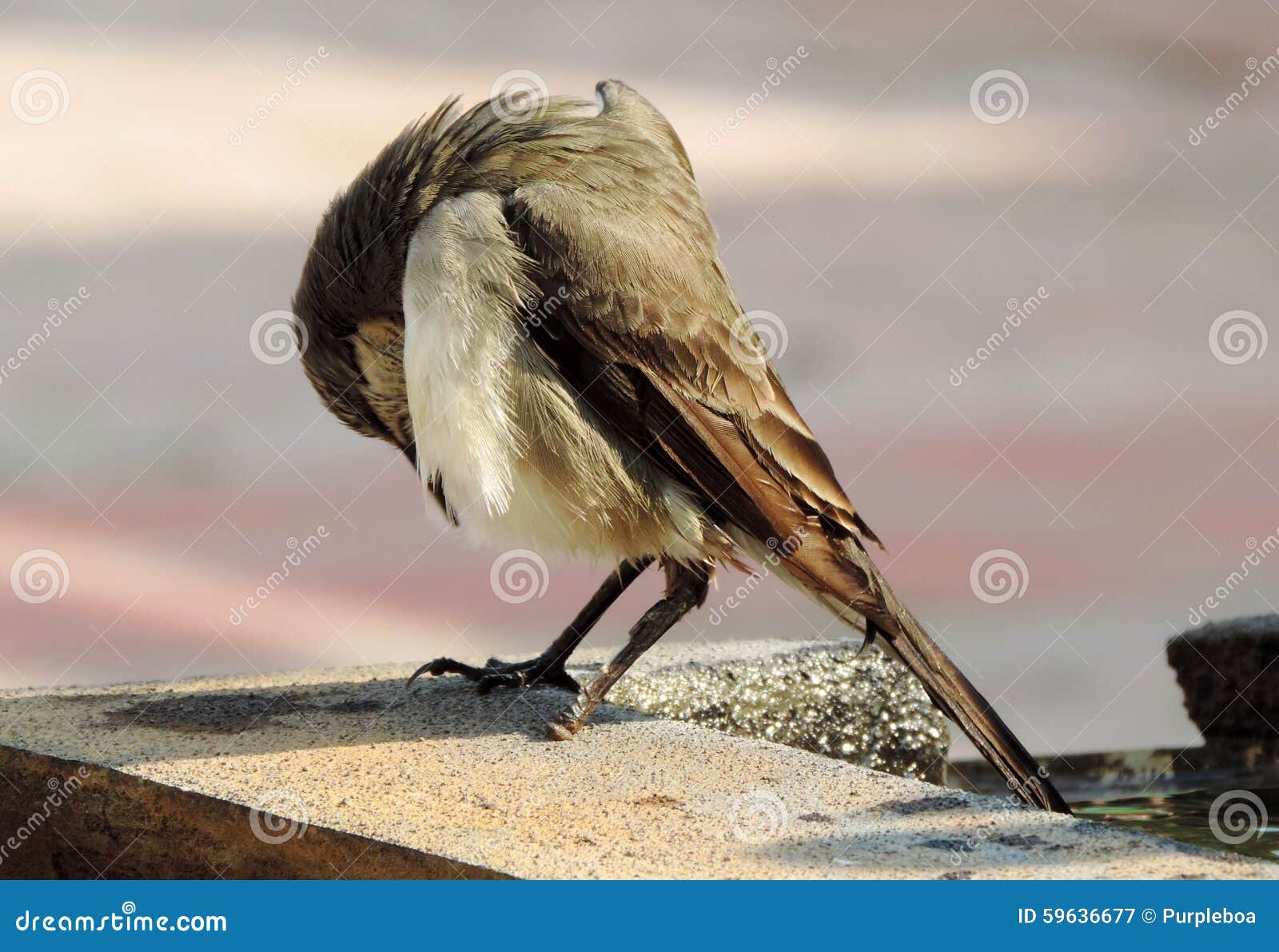 Close Up of Cute Brown Bird Preening Itself Stock Image - Image of bath ...