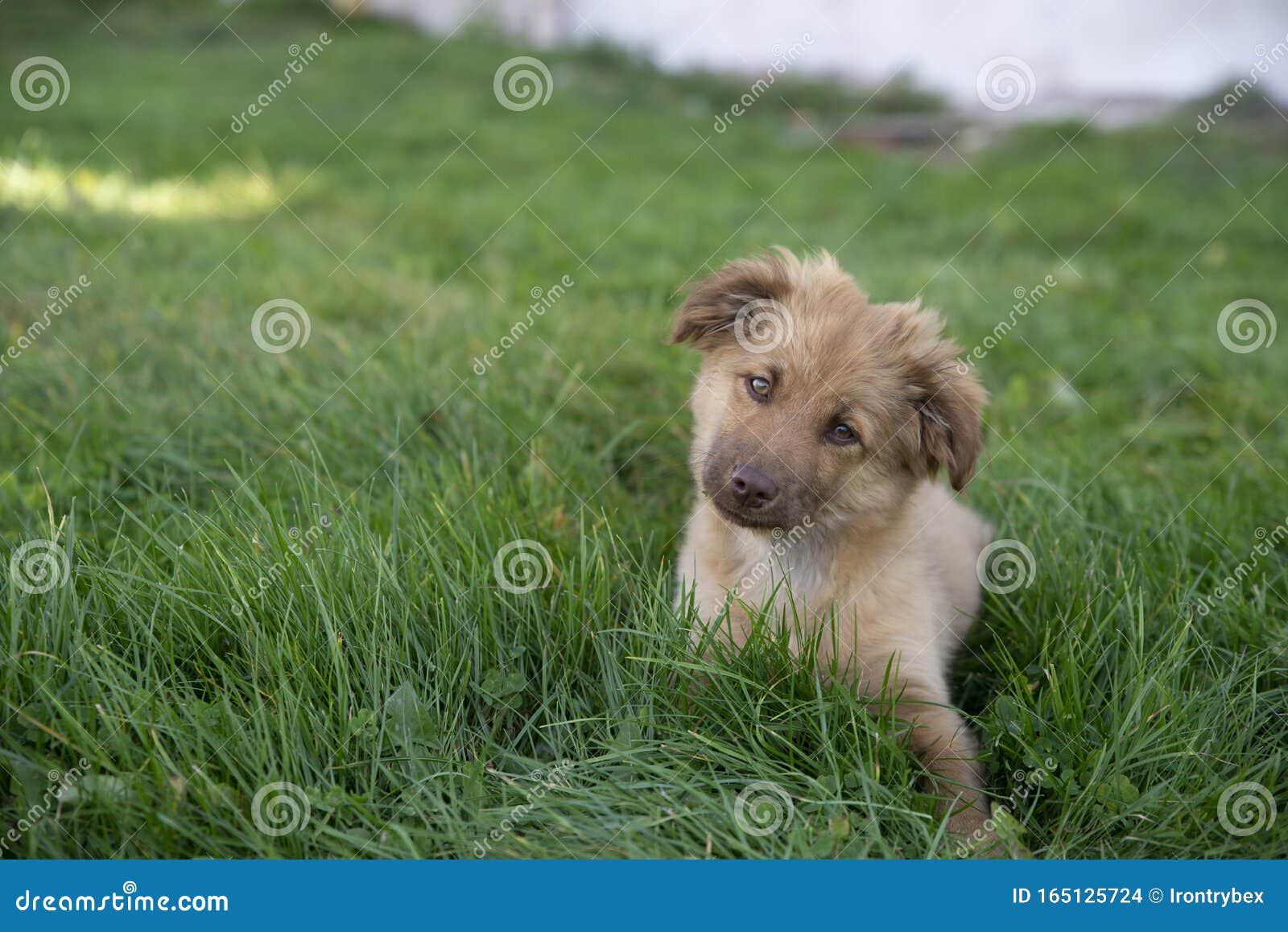 Close Up on Cute Brown Mixed Breed Dog on Grass Stock Photo - Image of ...