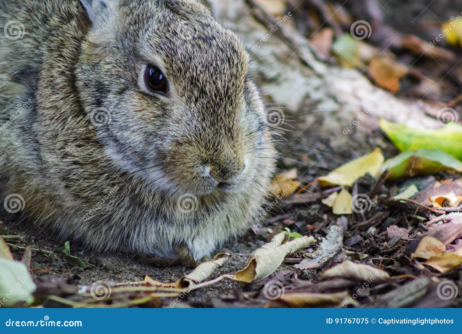 Close Up of a Cute Bunny Rabbit Stock Image - Image of green ...