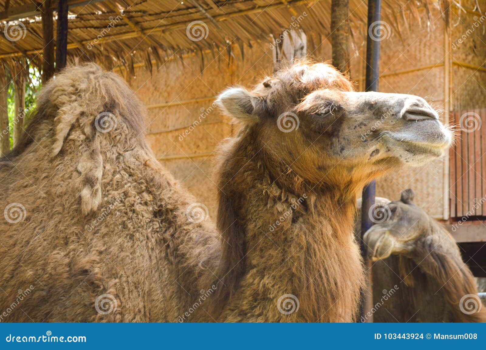 Cute camel stock photo. Image of mammal, emirates, animal - 103443924