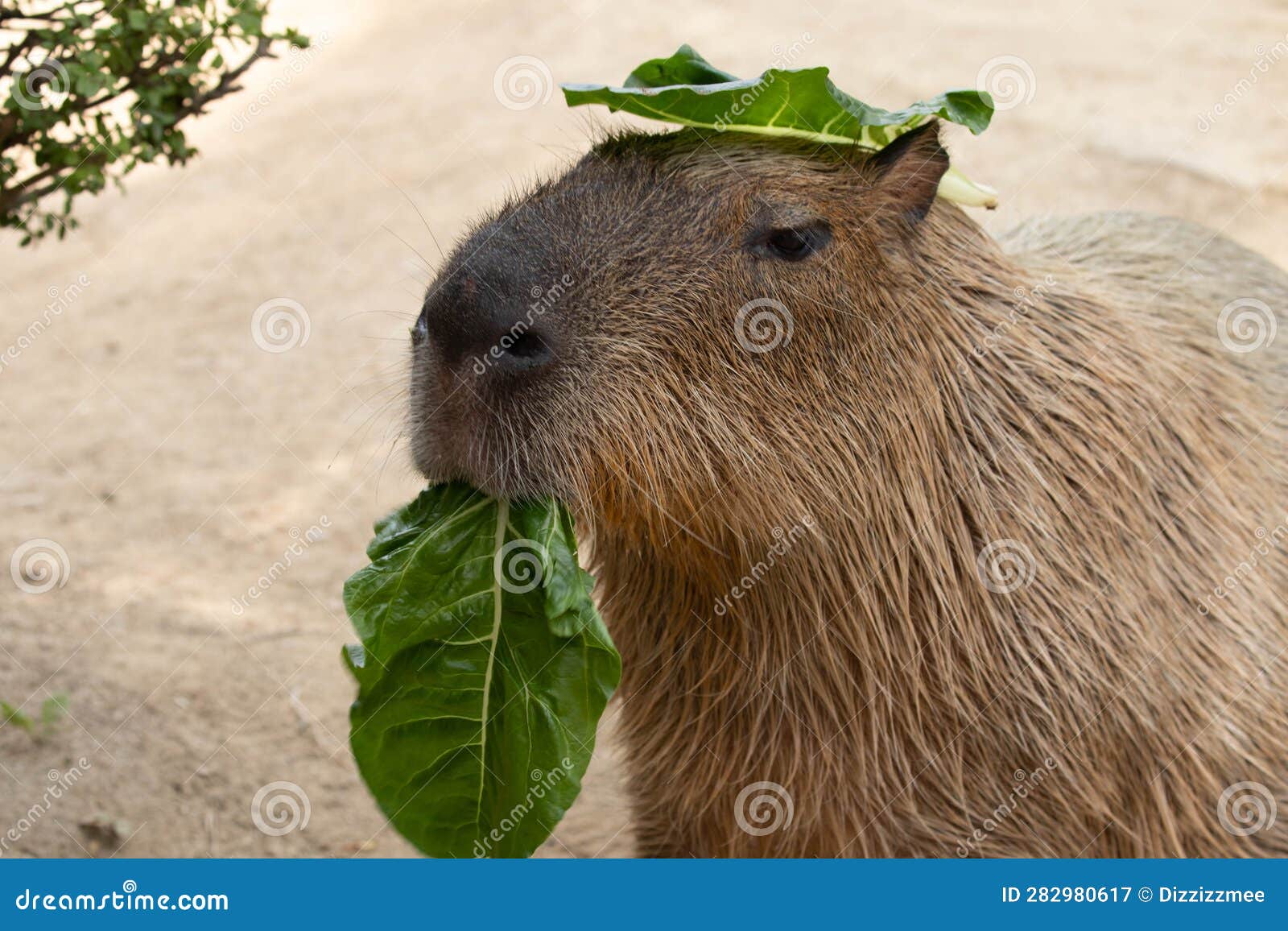Close up cute Capybara stock image. Image of close, large - 282980617