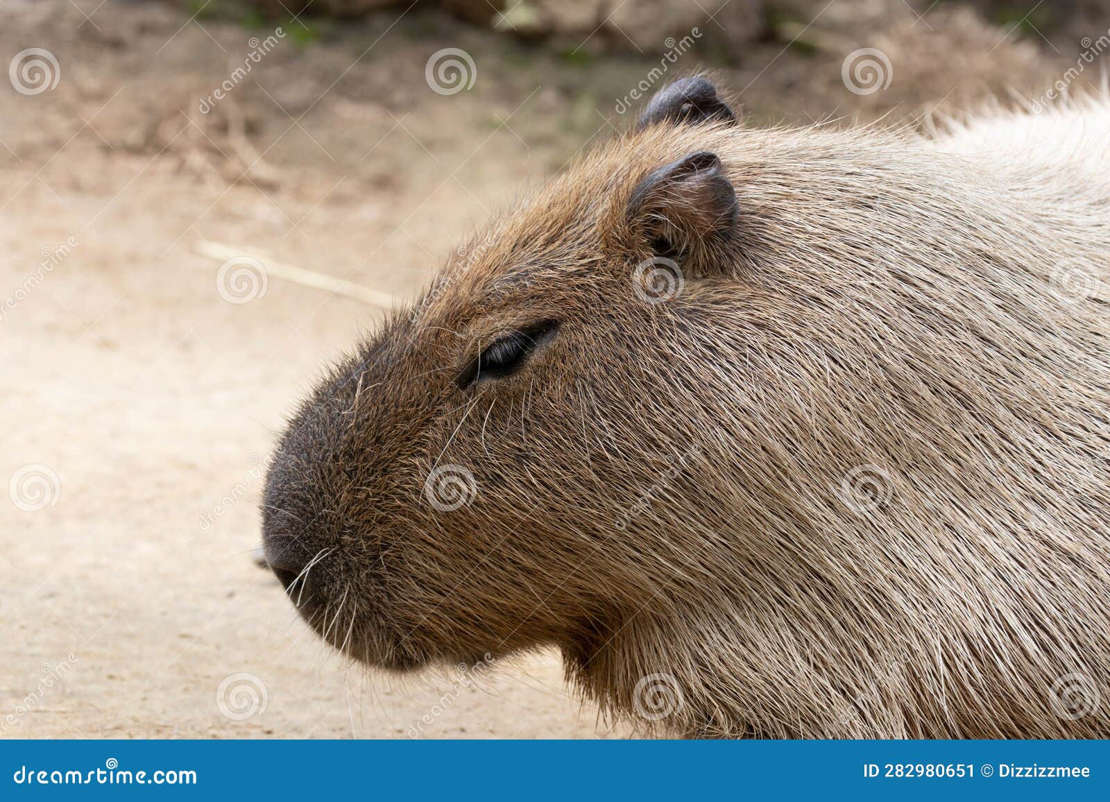 Close up cute Capybara stock image. Image of wildlife - 282980651