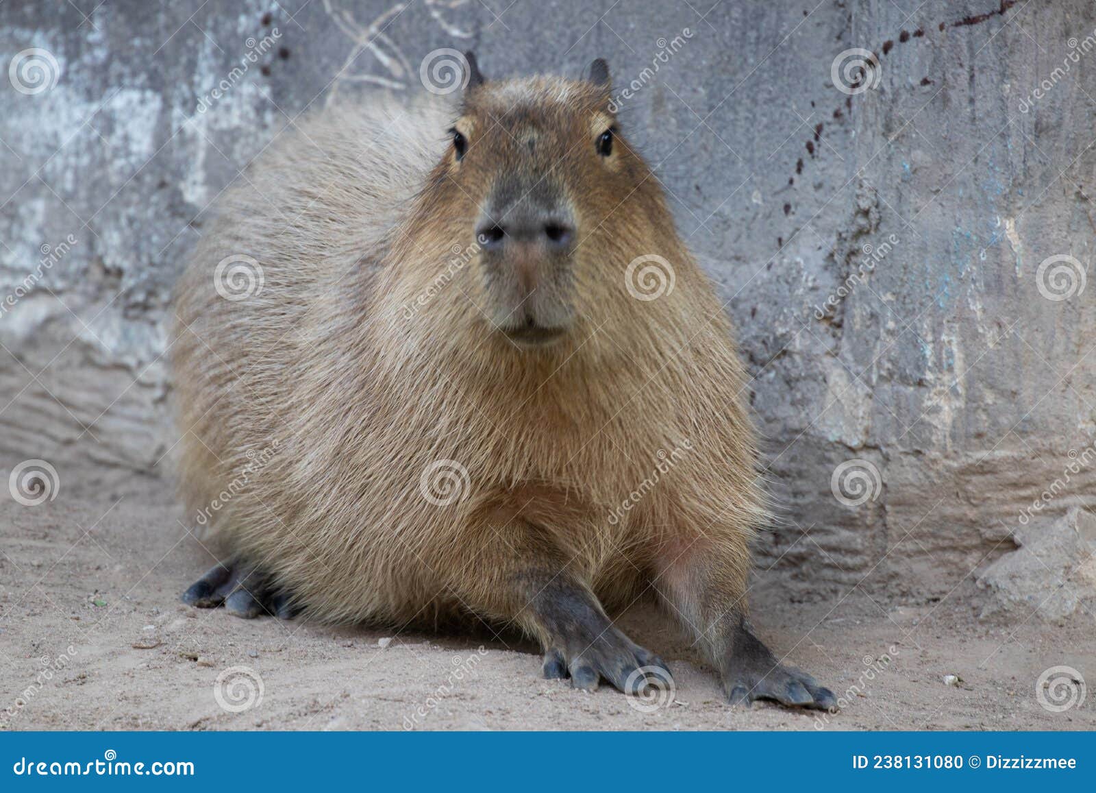 Close up Cute Capybara stock photo. Image of resting - 238131080