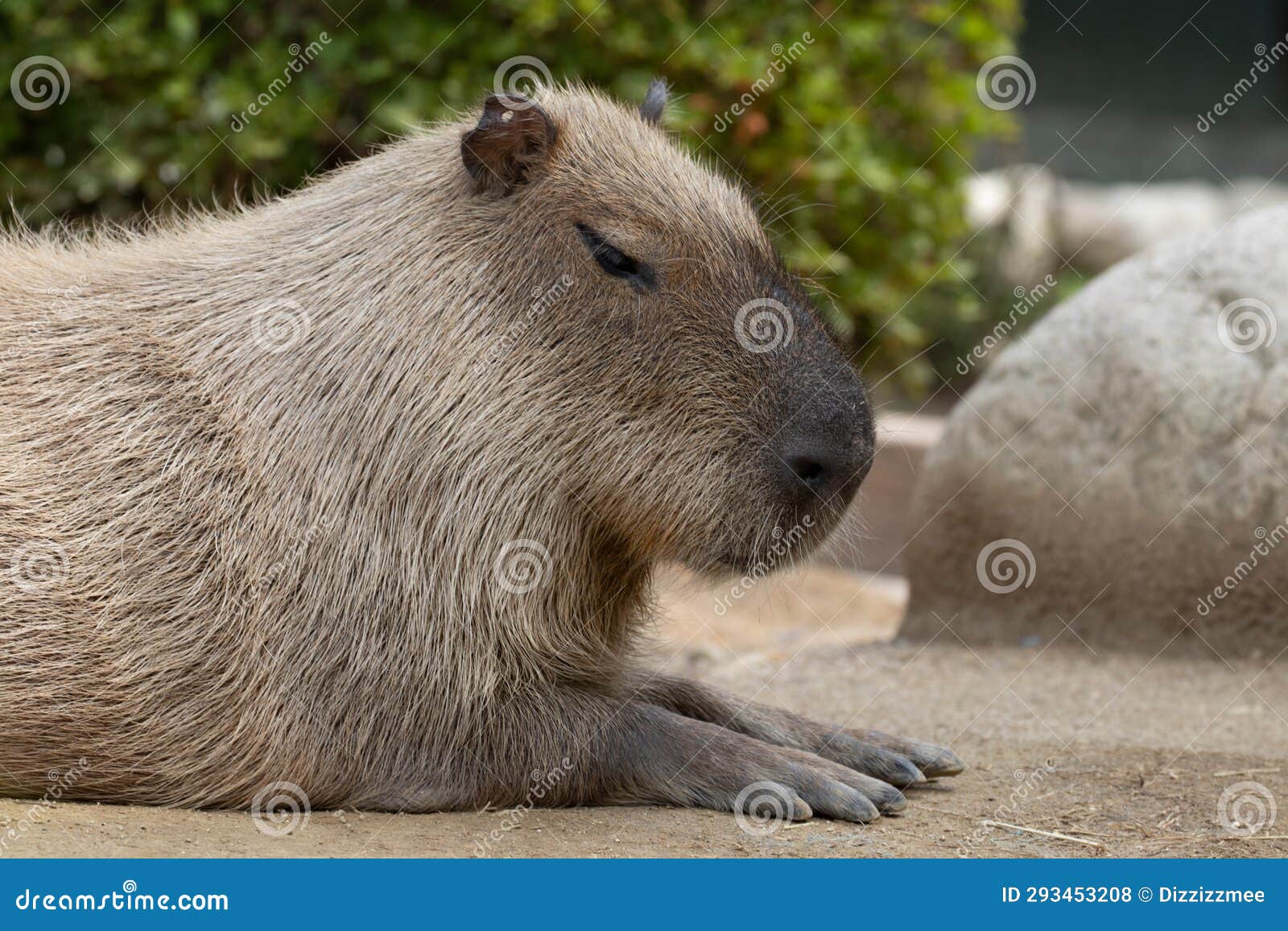 Close up cute Capybara stock photo. Image of look, still - 293453208