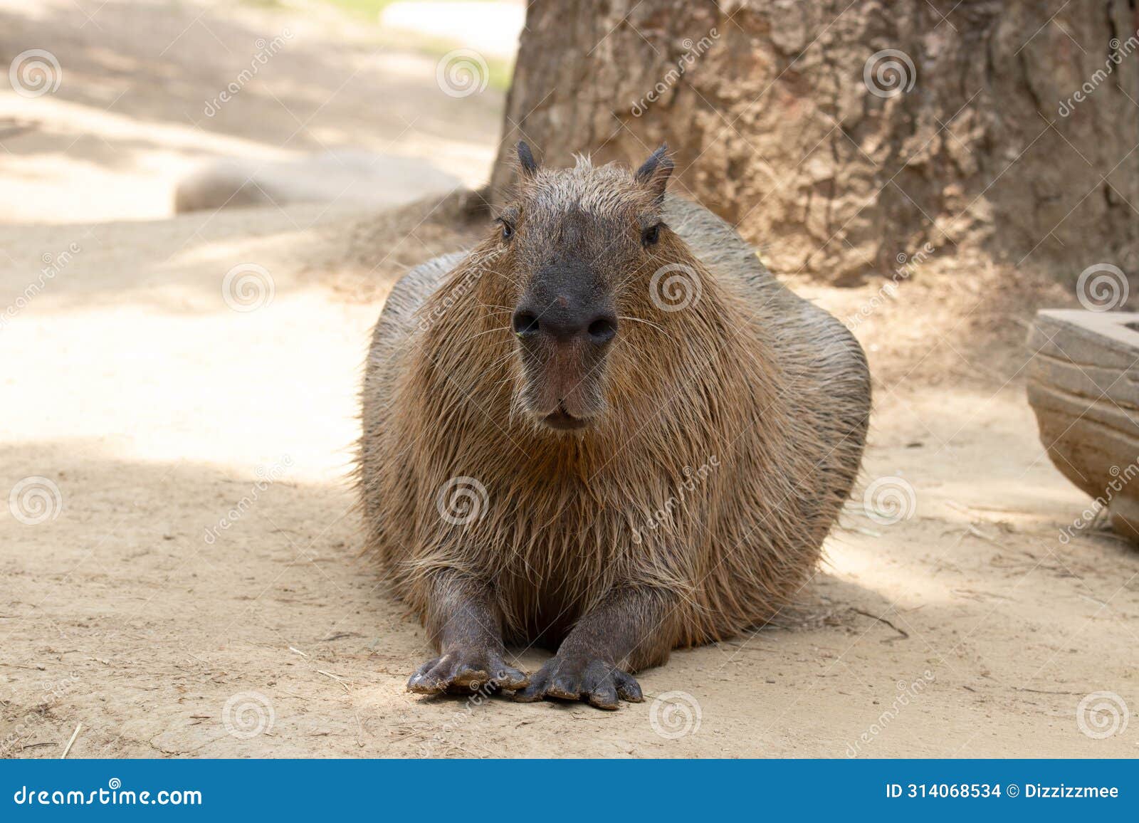 Close Up Cute Capybara in the Yard Stock Photo - Image of capybabra ...