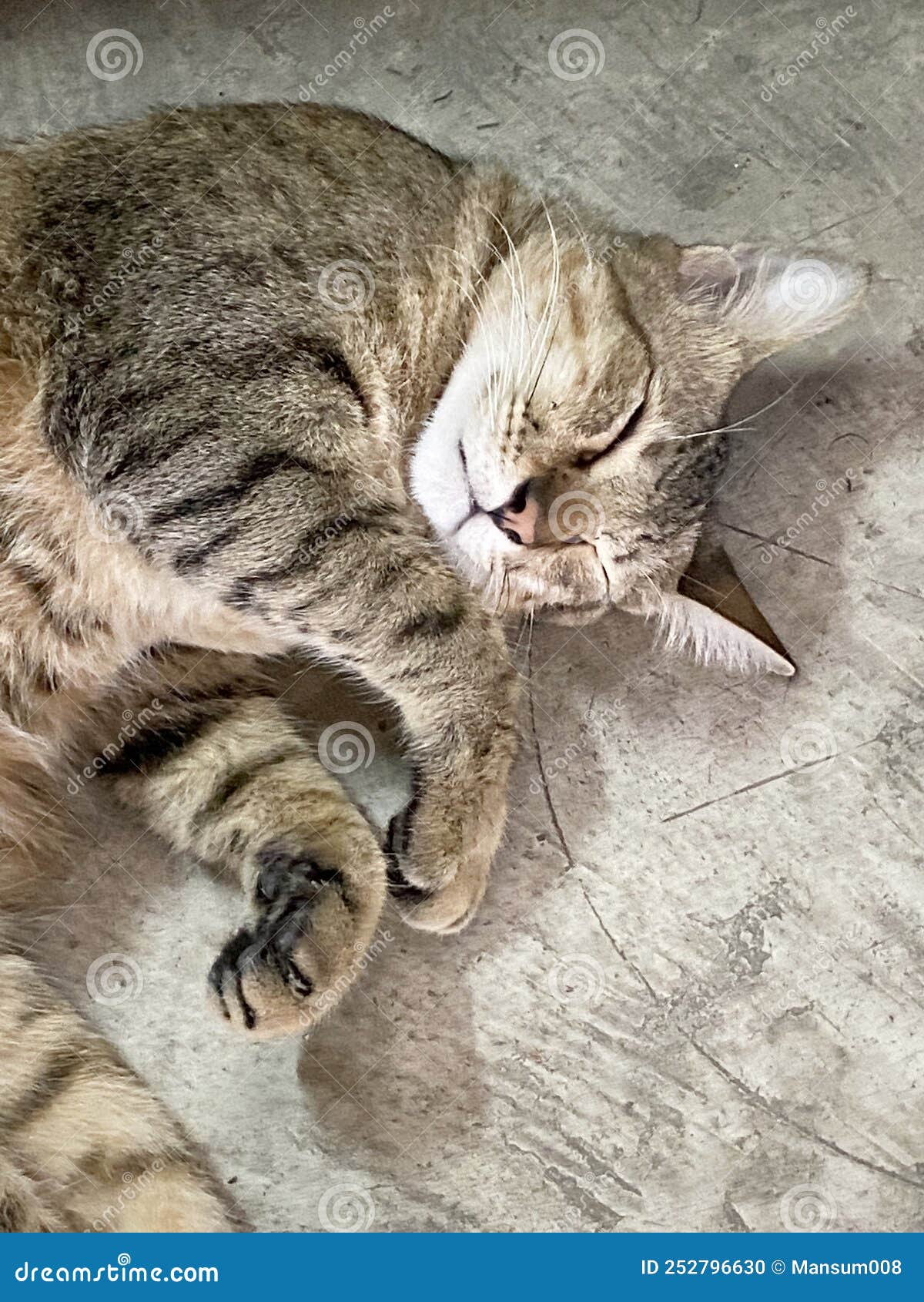 Cute cat on the ground stock photo. Image of beautiful - 252796630