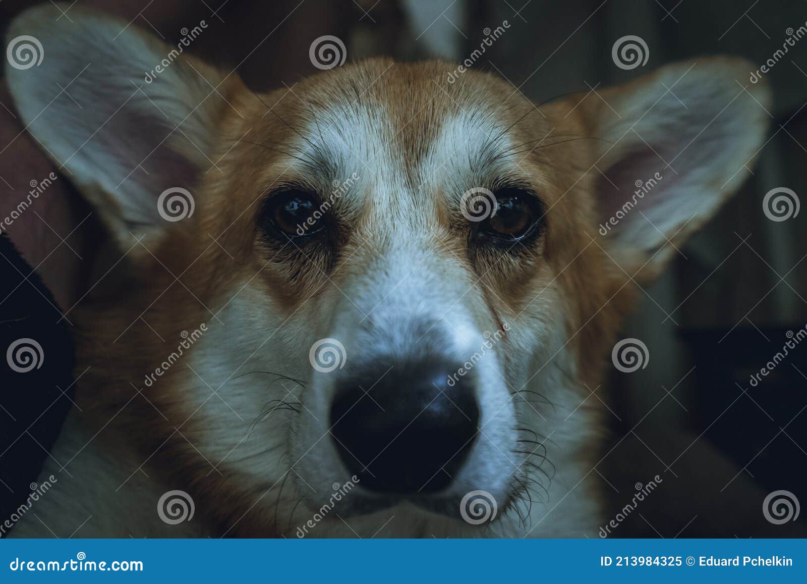 Close Up of Cute Corgi Face. Corgi Looking at the Camera. Stock Image ...