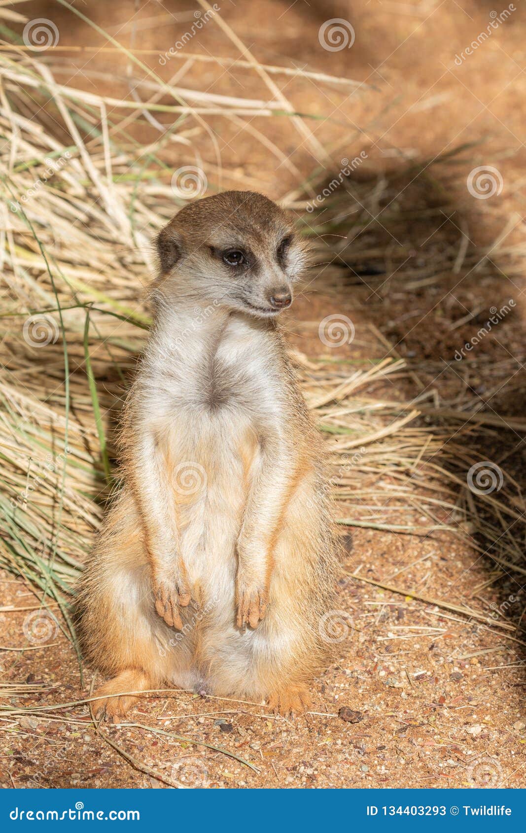 Curious Meerkat Sitting Up stock image. Image of outdoors - 134403293