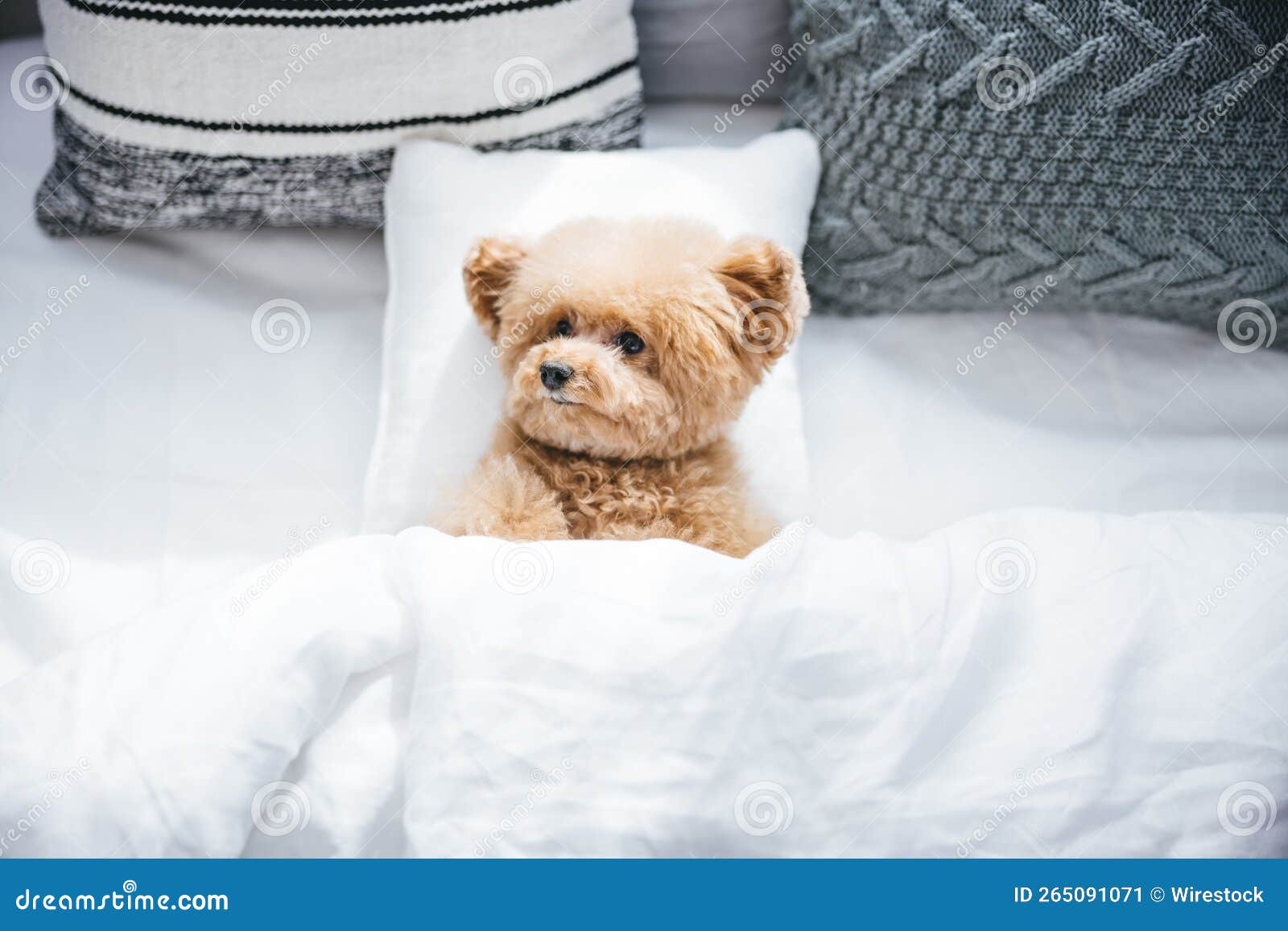 Close-up of a Cute Fluffy Toy Poodle Lying on the Bed Stock Image ...