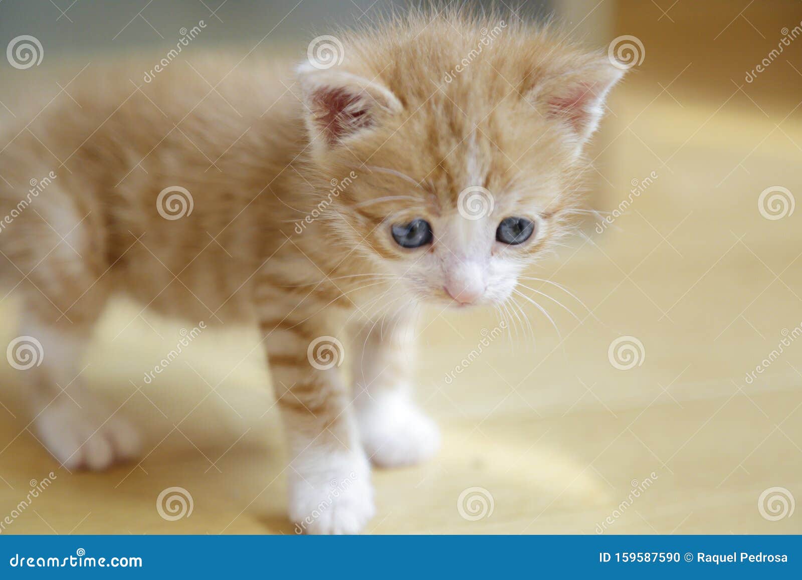 Ginger kitten stock photo. Image of feline, kitten, isolated - 159587590